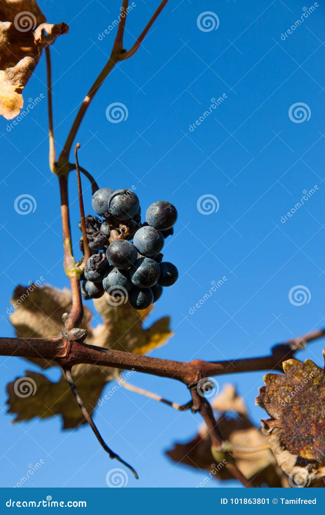 Group of Old Grapes stock image. Image of leaf, sunshine - 101863801