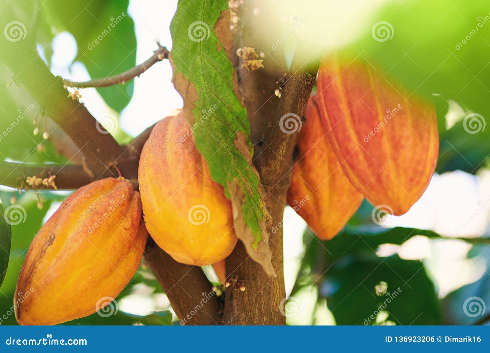 Group of Orange Color Cacao Pod Stock Photo - Image of food, color ...