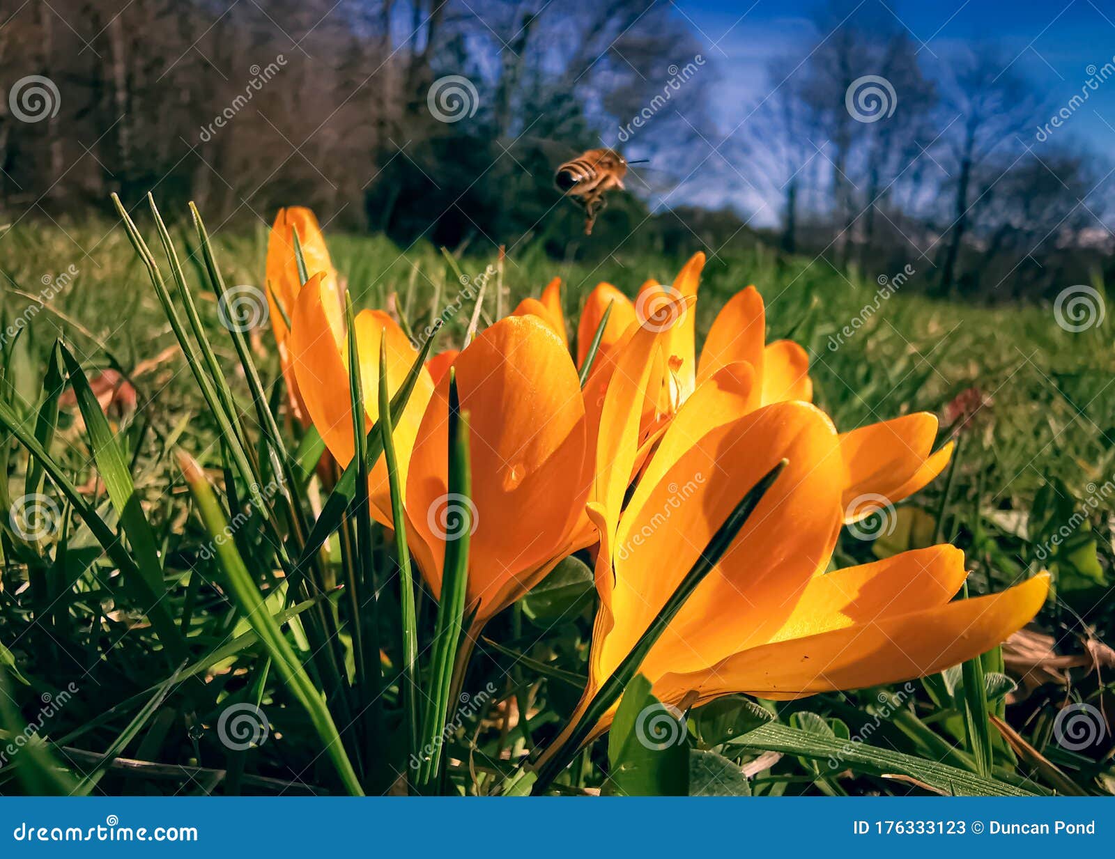 Orange crocuses stock image. Image of blossom, spring - 176333123