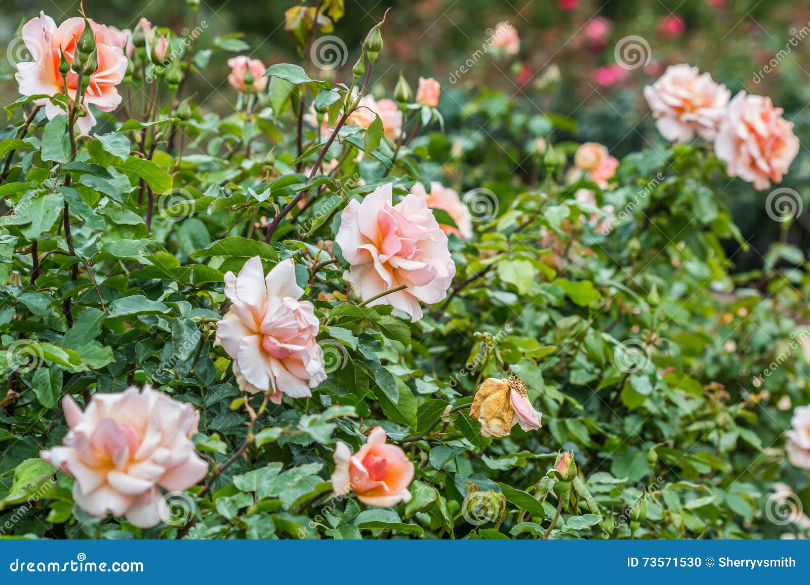A Group of Orange and Pink Roses in a Garden Stock Photo - Image of ...