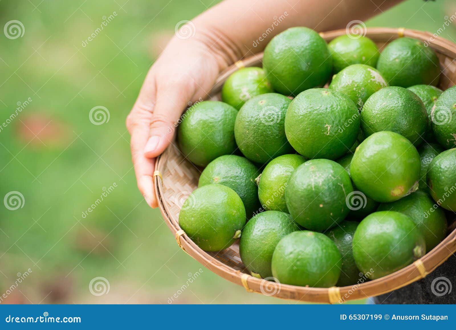 Group of Organic Lime on Tree Stock Image - Image of juice, leaf: 65307199