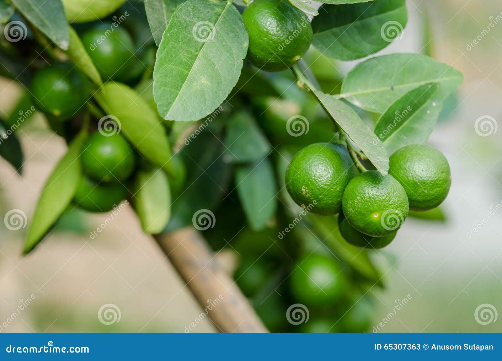 Group of Organic Lime on Tree Stock Image - Image of healthy, foliage ...