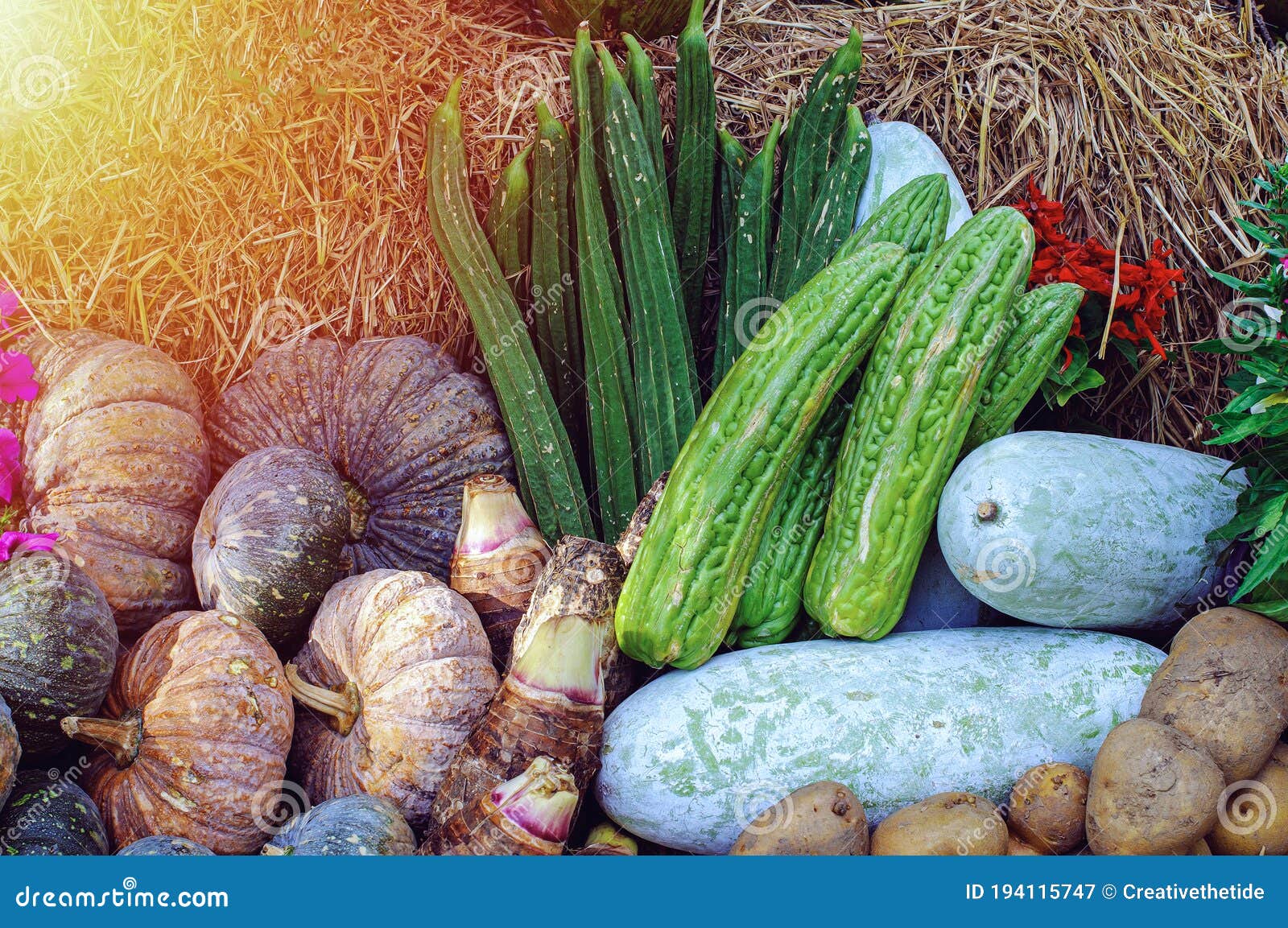 Group of Organic Tropical Vegetable and Fruit in Farm Stock Image ...