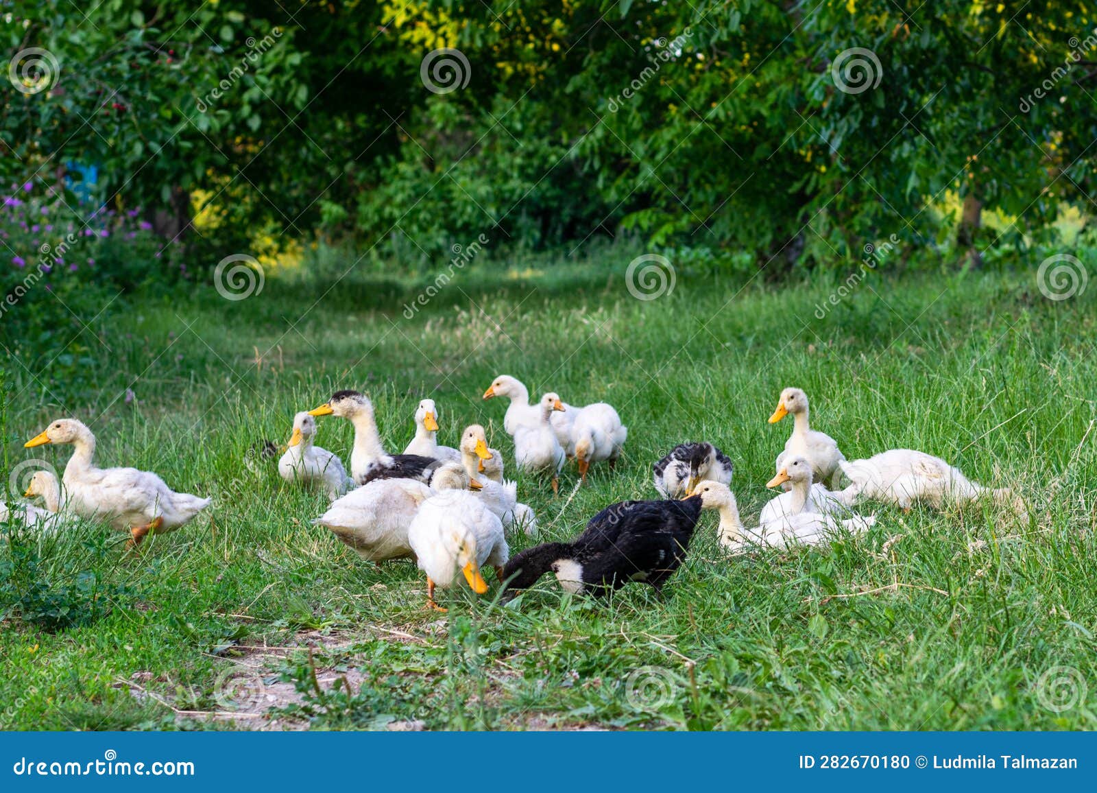 Group of Organically Raised Poultry Ducks Stock Photo - Image of farm ...