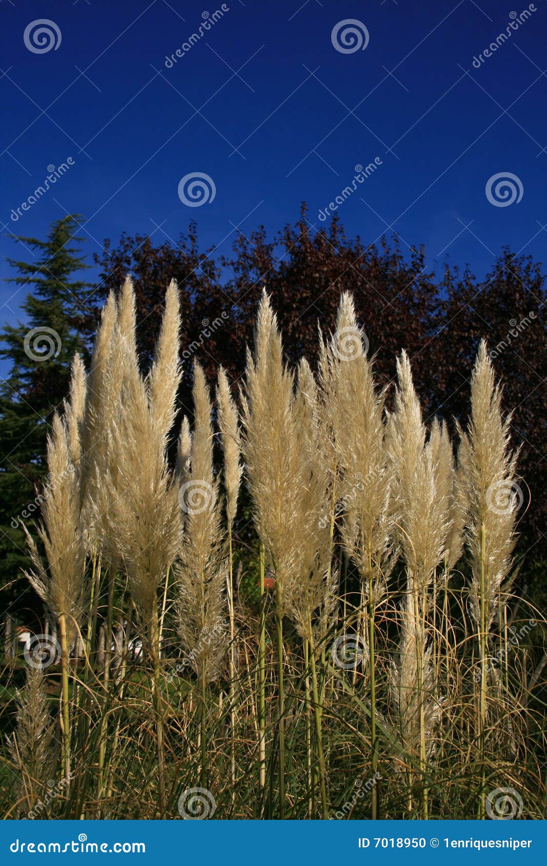 Group of Ornamental Cortaderias Stock Photo - Image of ornamental ...