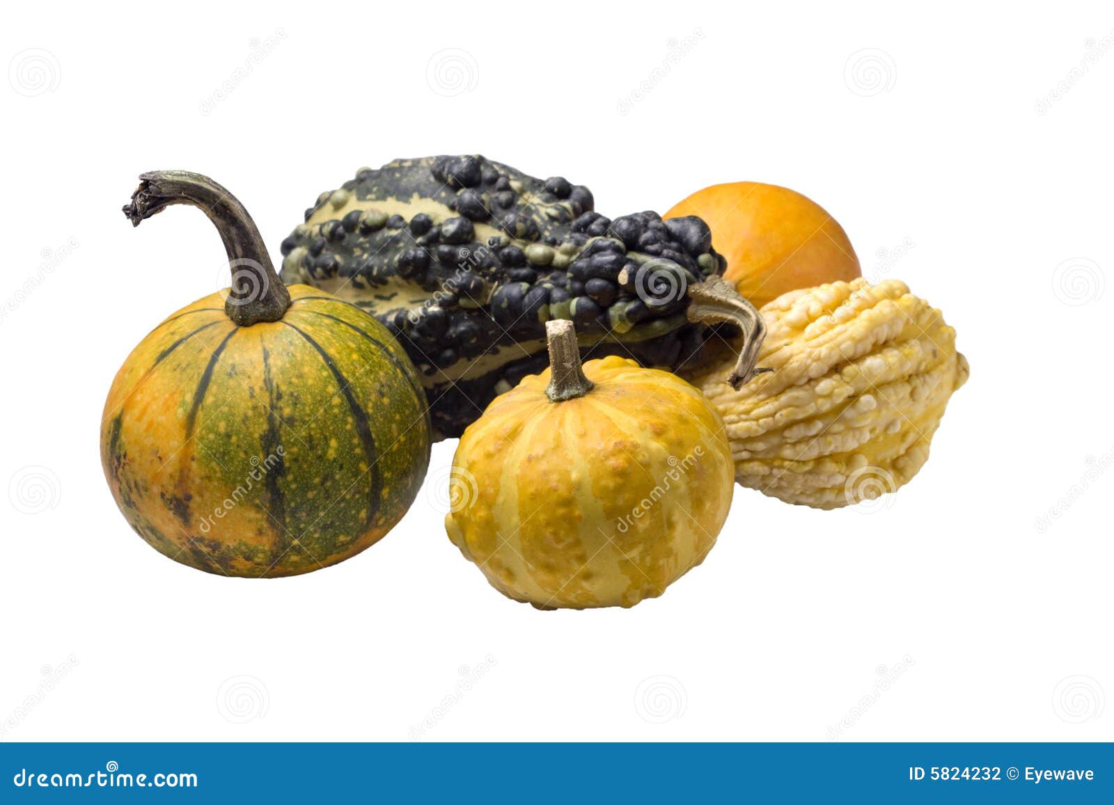 Group of Ornamental Gourds stock photo. Image of autumn - 5824232