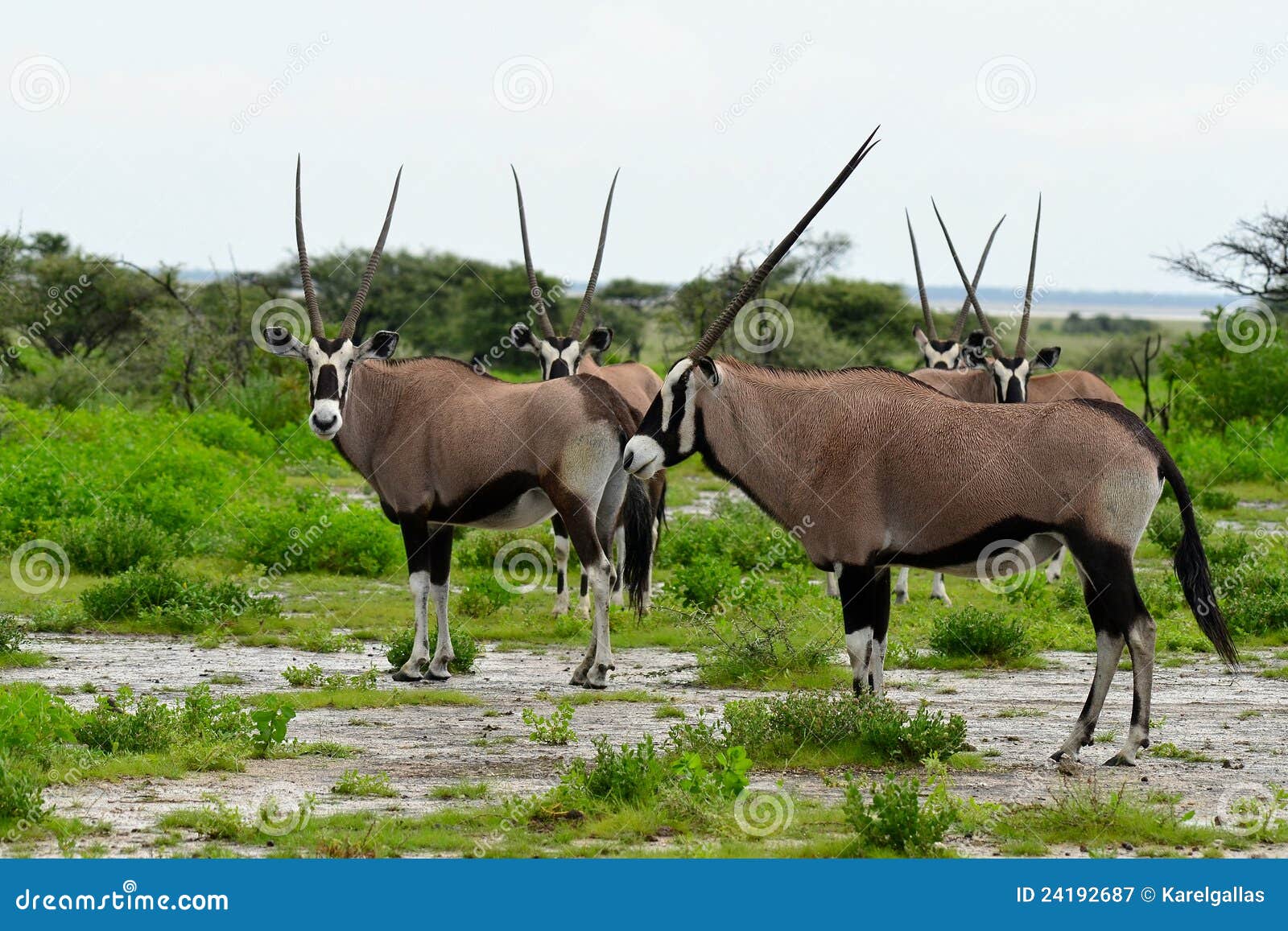 Group of oryx gazelle stock image. Image of africa, animal - 24192687
