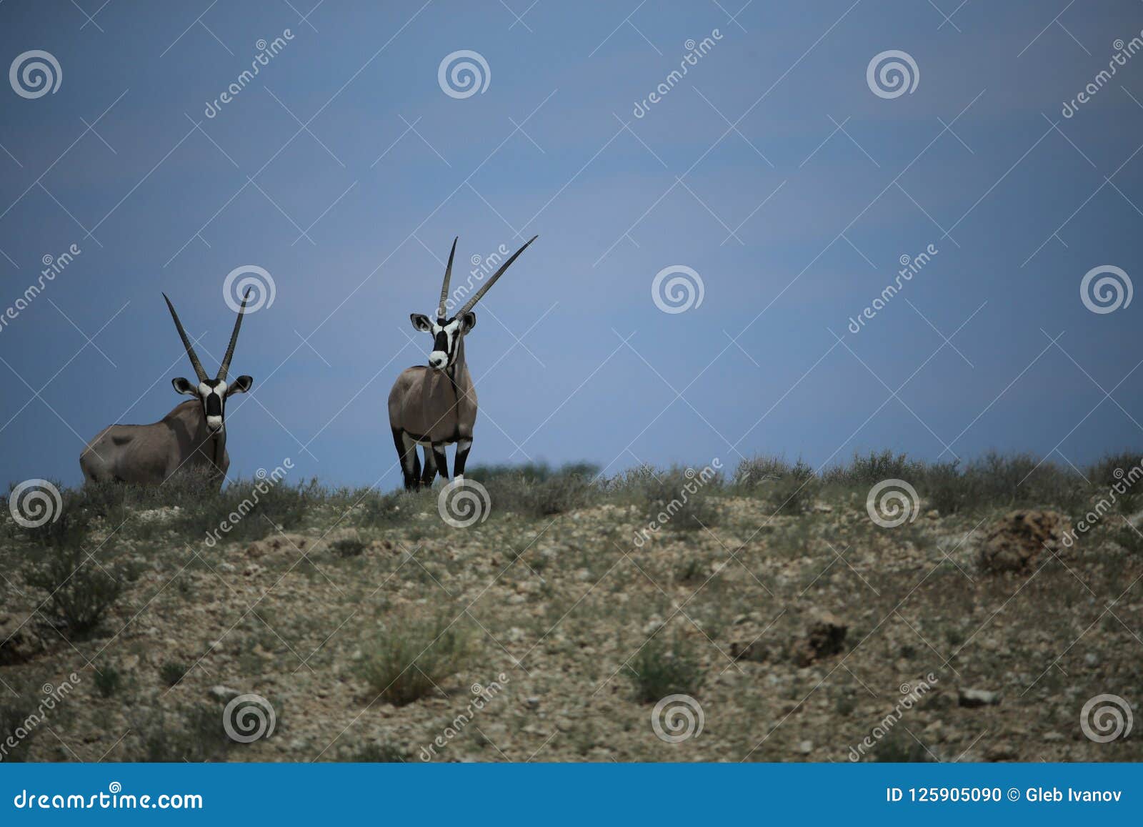 Group of oryx in namibia stock photo. Image of group - 125905090