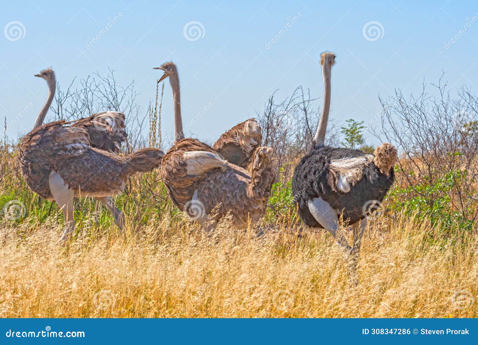A Group of Ostrich Running in the Savannah Stock Photo - Image of ...