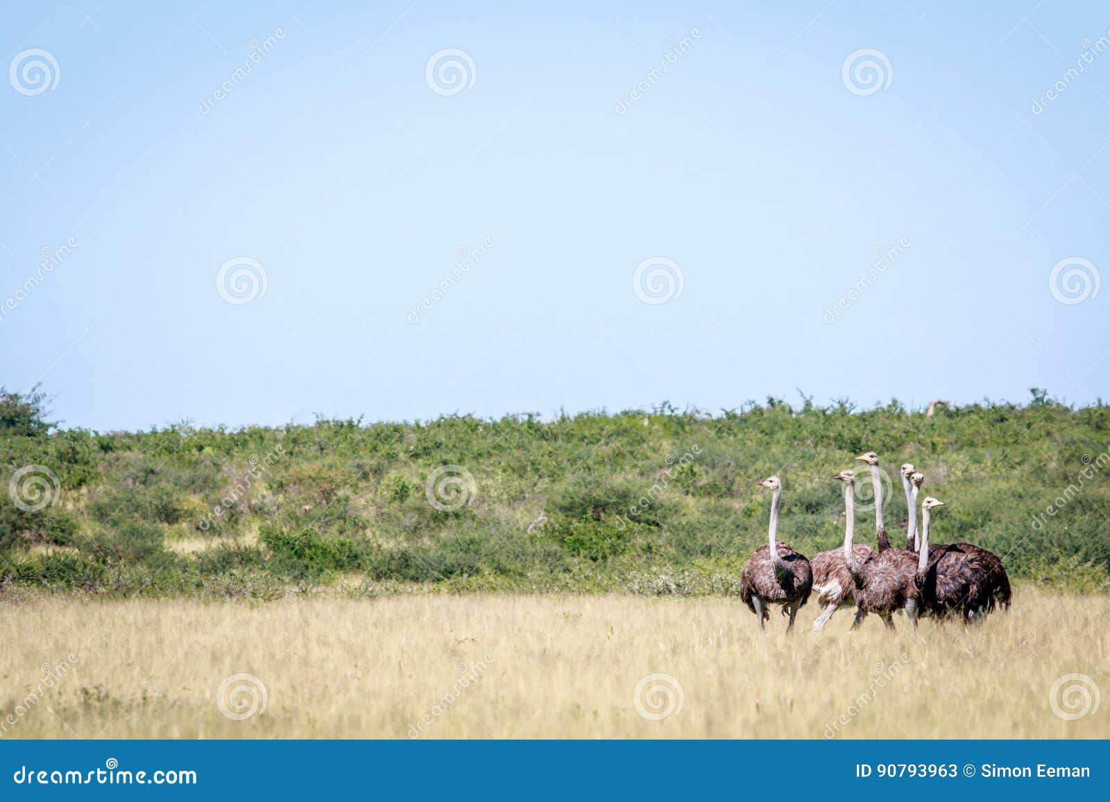 Group of Ostriches in Long Grass. Stock Image - Image of birds, forest ...