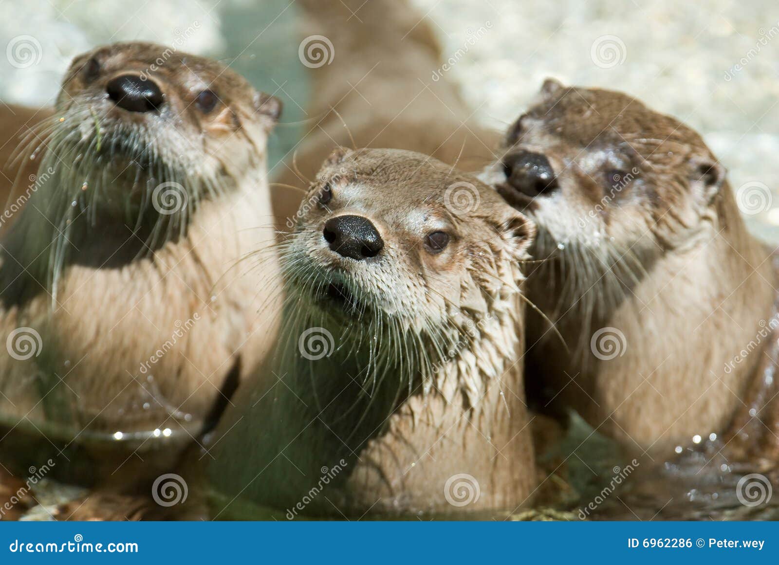 Group of otters stock photo. Image of alert, active, nose - 6962286