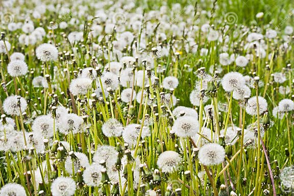 Group Overblown Dandelion Flowers in the Spring Stock Photo - Image of ...