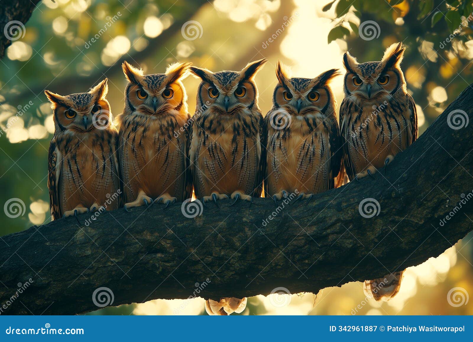 A Group of Owls Sitting Together on a High Tree Branch Stock ...