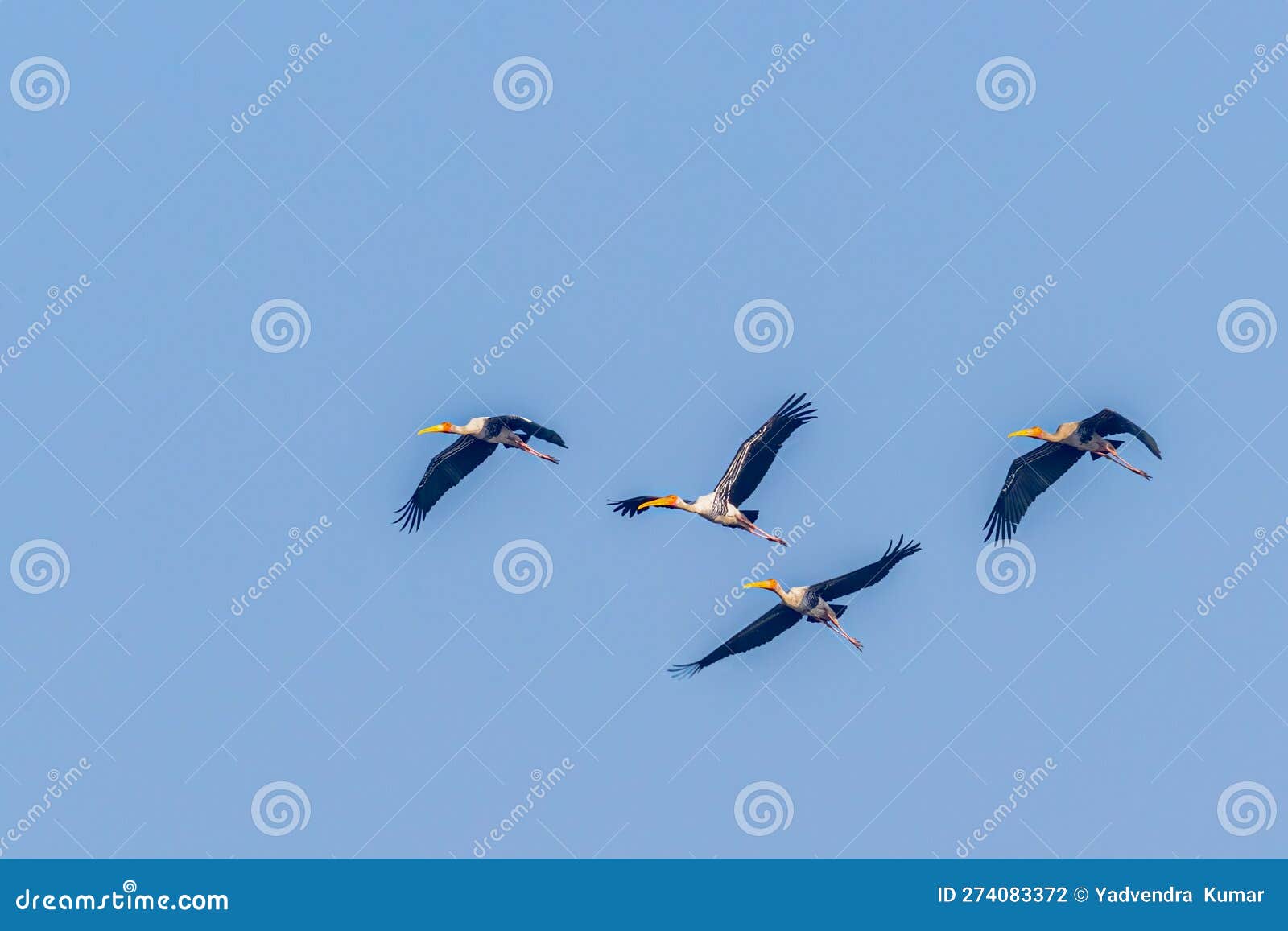 A Group of Painted Storks in Flight Stock Photo - Image of track ...