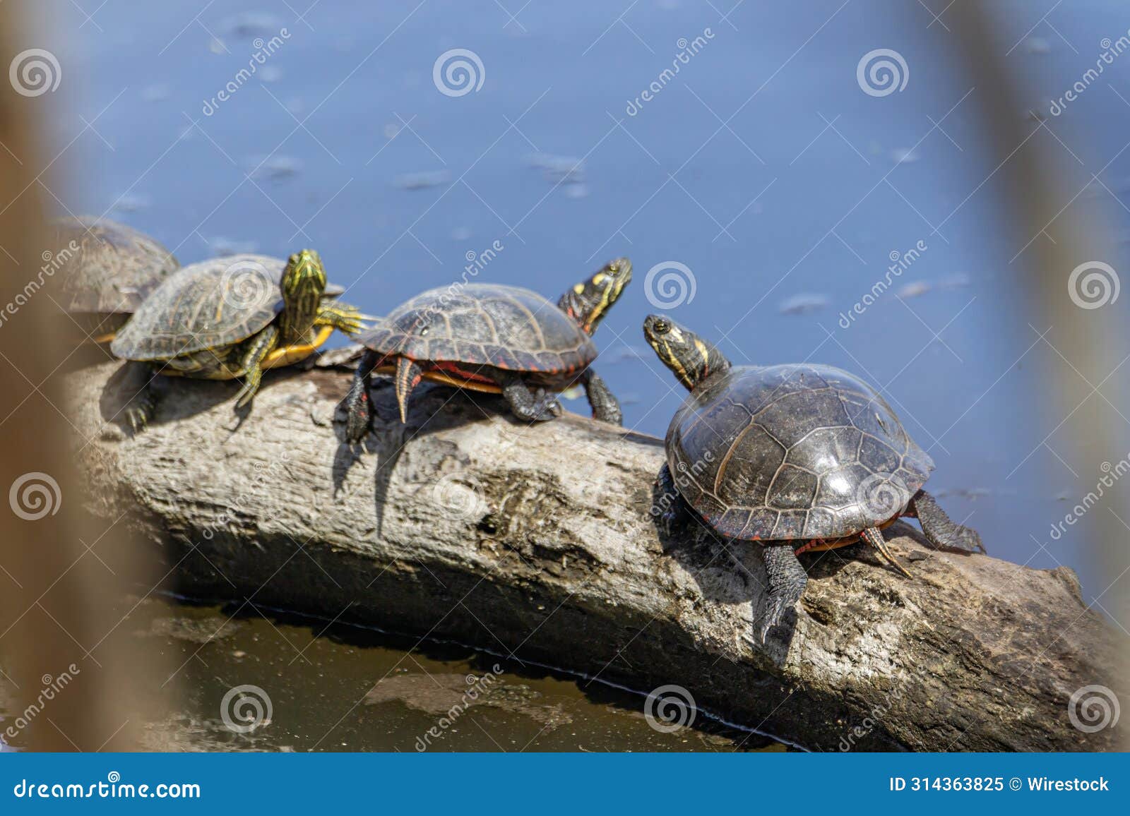 Group of Painted Turtles Basking on a Wooden Log in the Water Stock ...
