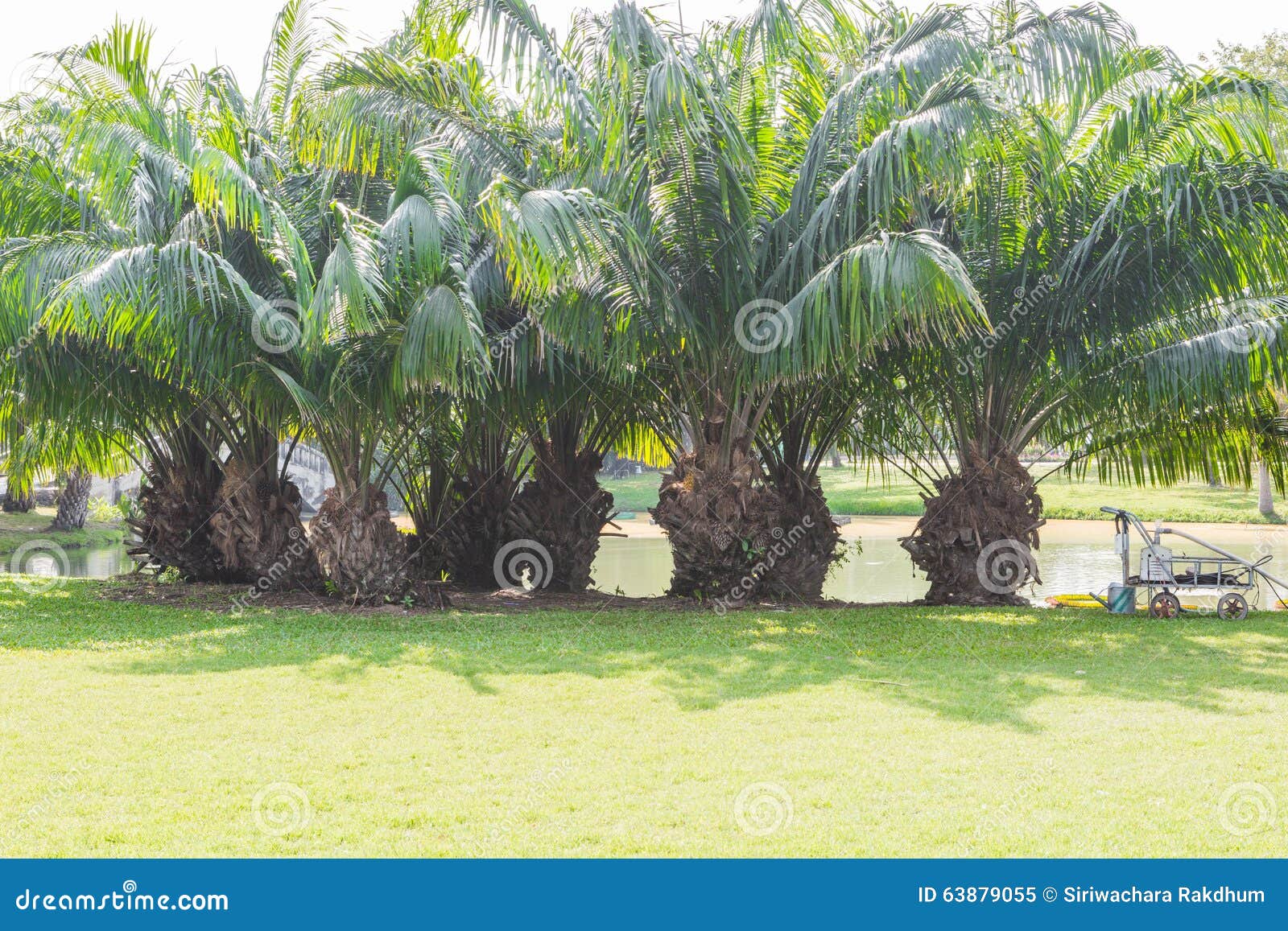 Group of pale trees stock image. Image of foliage, country - 63879055