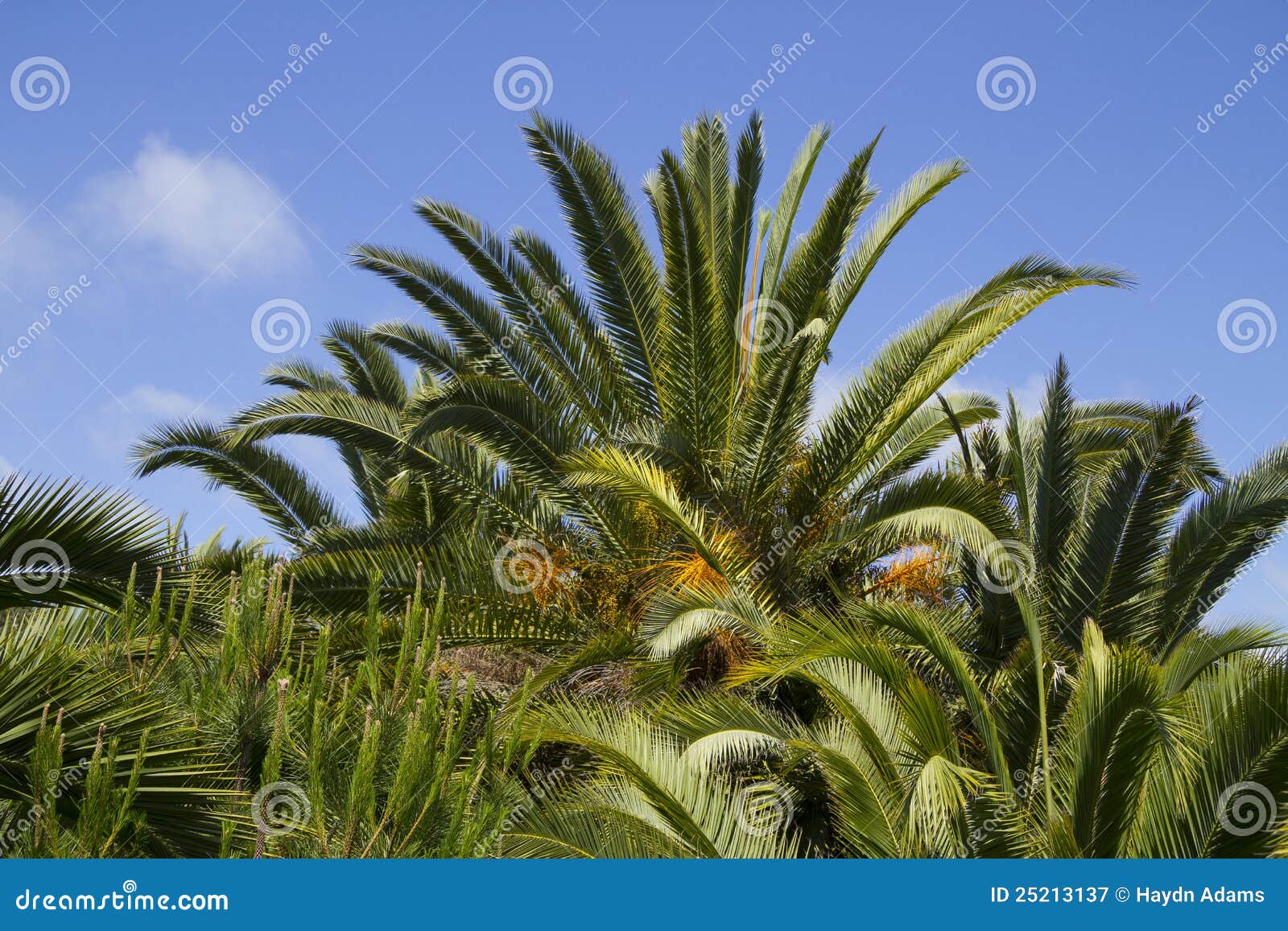 Group of Palm Fronds with Blue Sky Background Stock Image - Image of ...