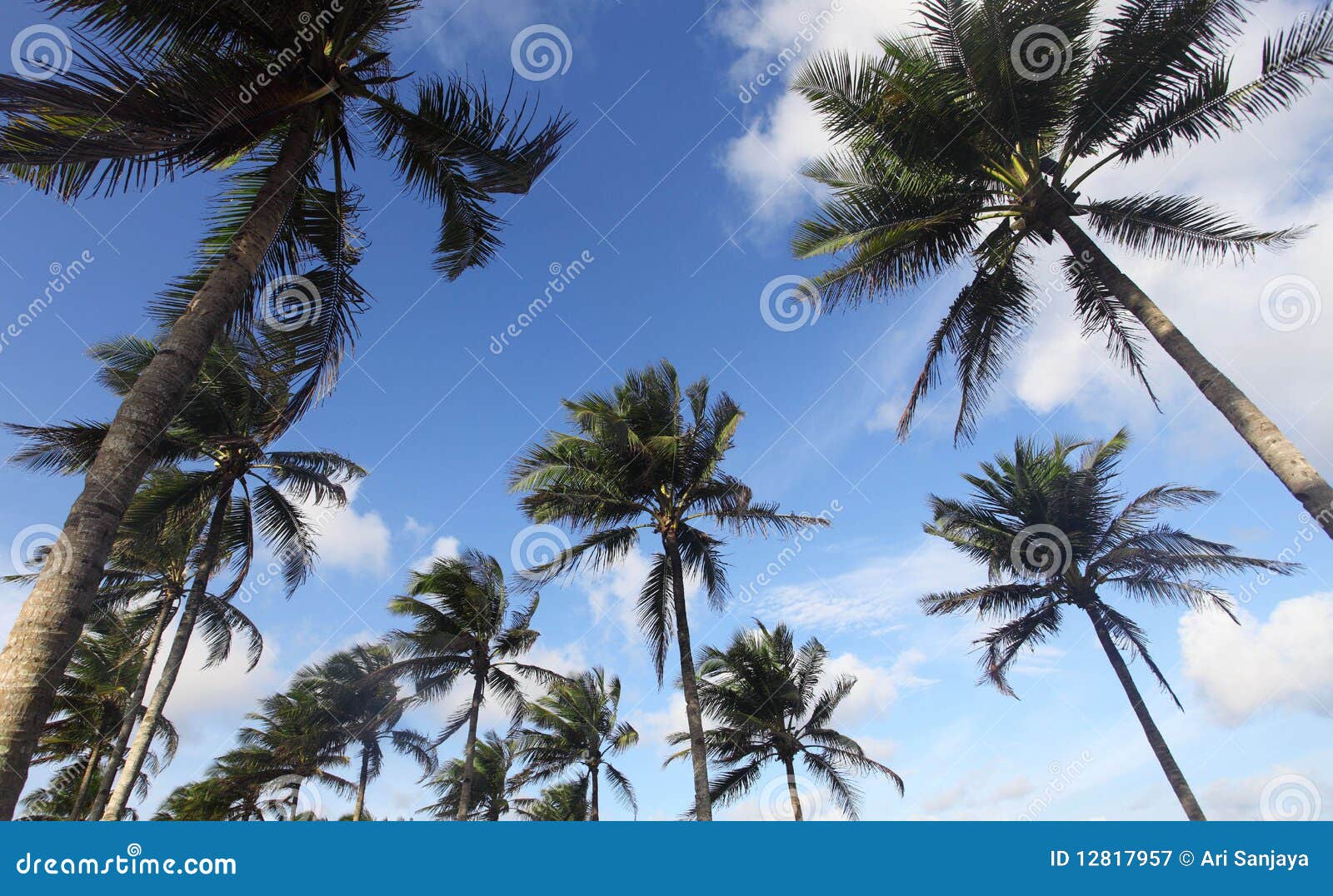 Group of palm tree stock image. Image of summer, travel - 12817957