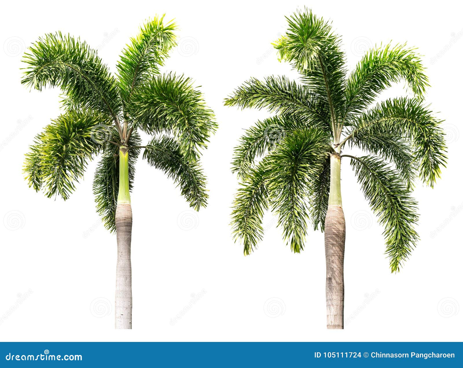 Palm tree isolated stock photo. Image of leaf, stem - 105111724