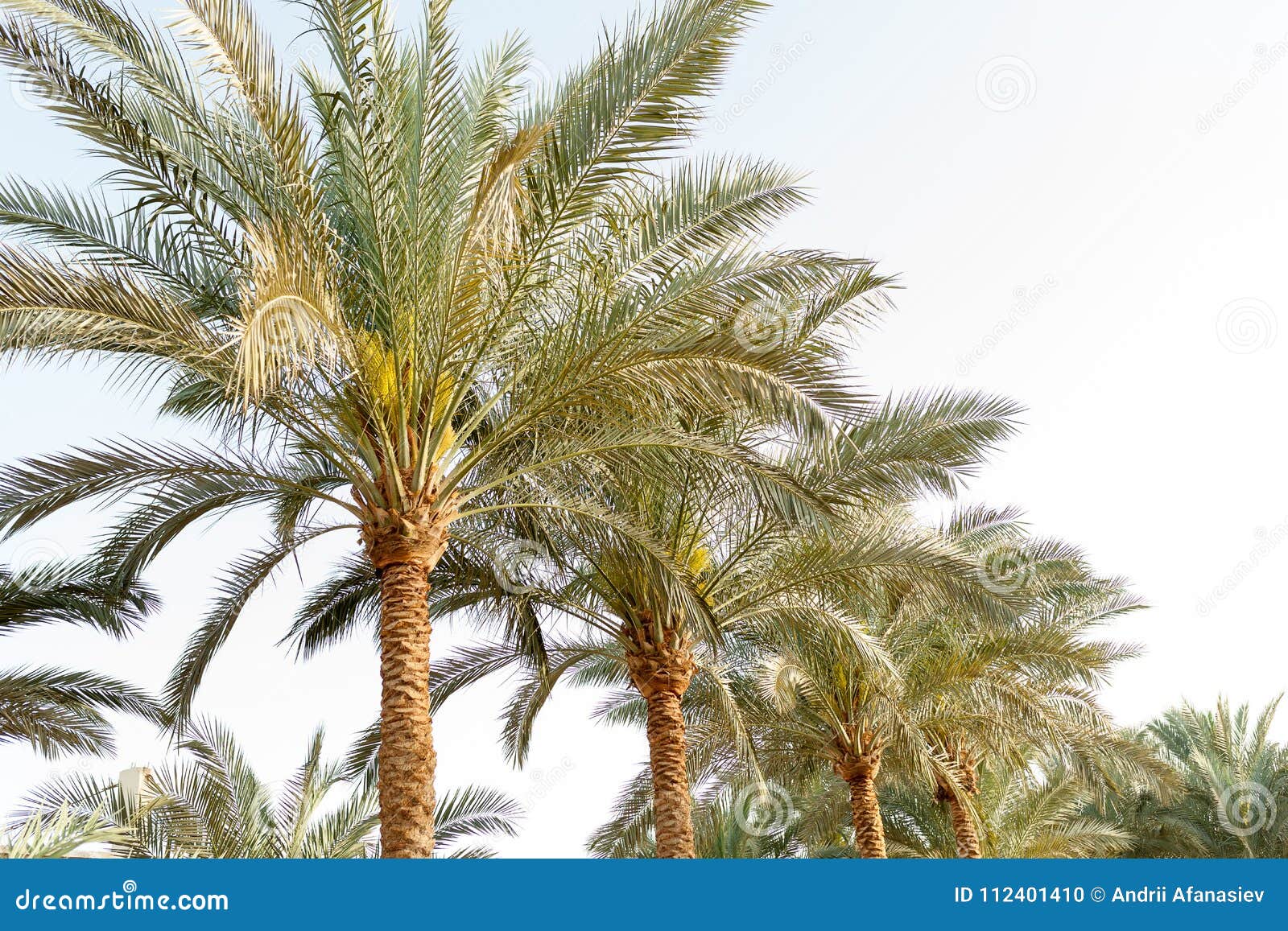 Group of Palm Tree Low Angle View Tropical Stock Photo - Image of ...