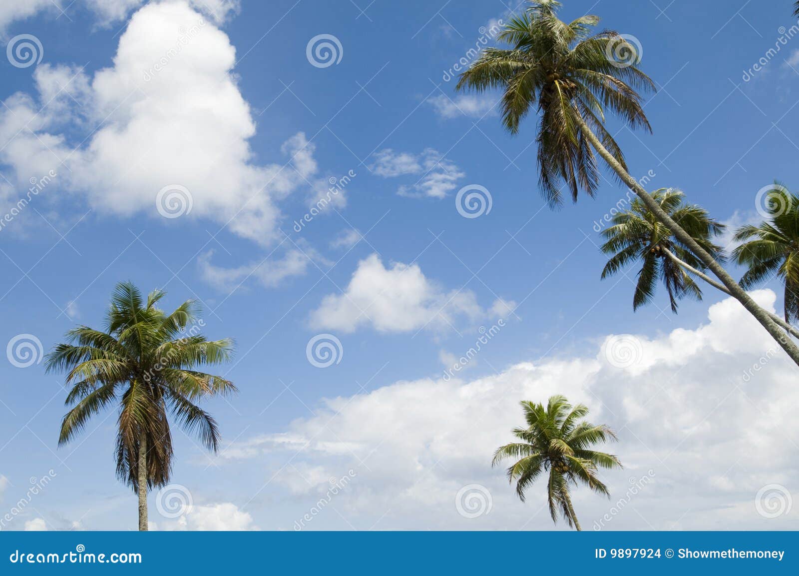 Group of palm trees stock photo. Image of exotic, plant - 9897924