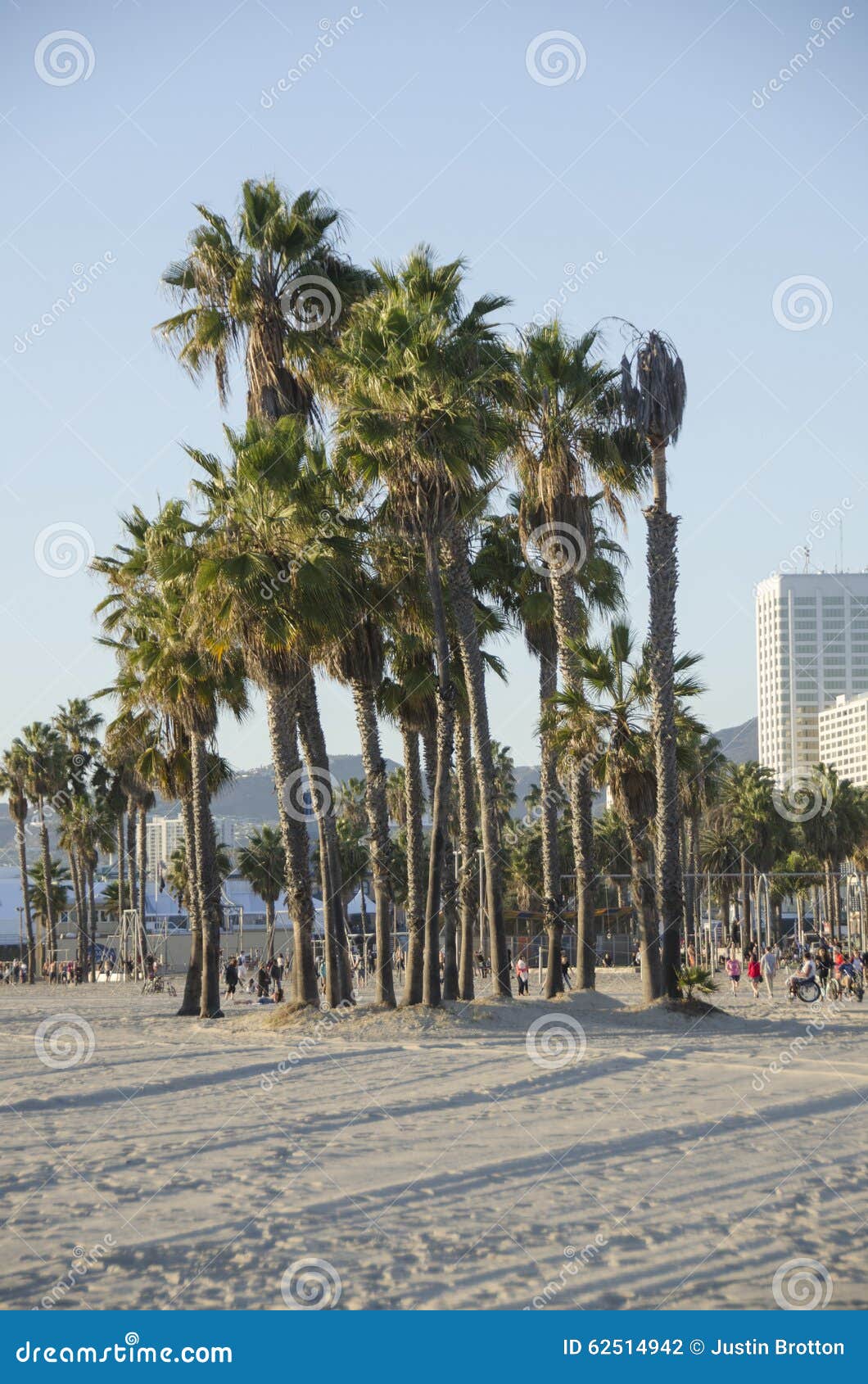 Group of palm trees stock photo. Image of sand, beach - 62514942