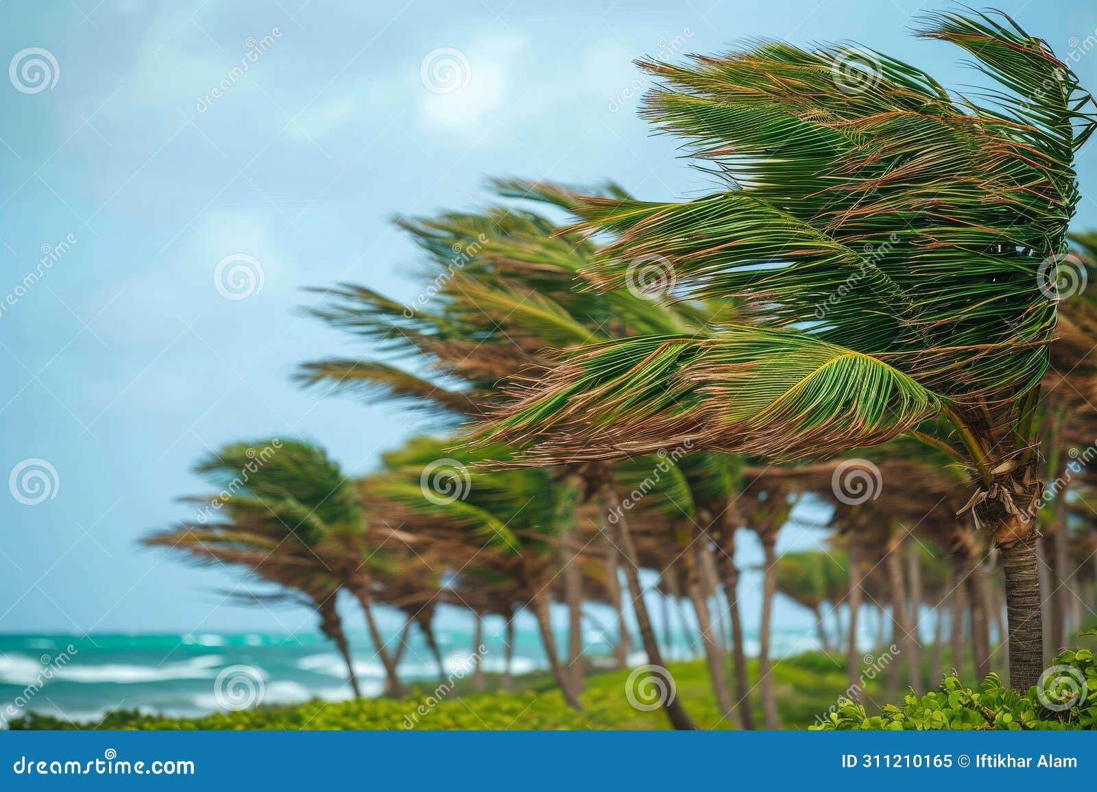 A Group of Palm Trees Dancing in Synchrony As they are Blown by the ...