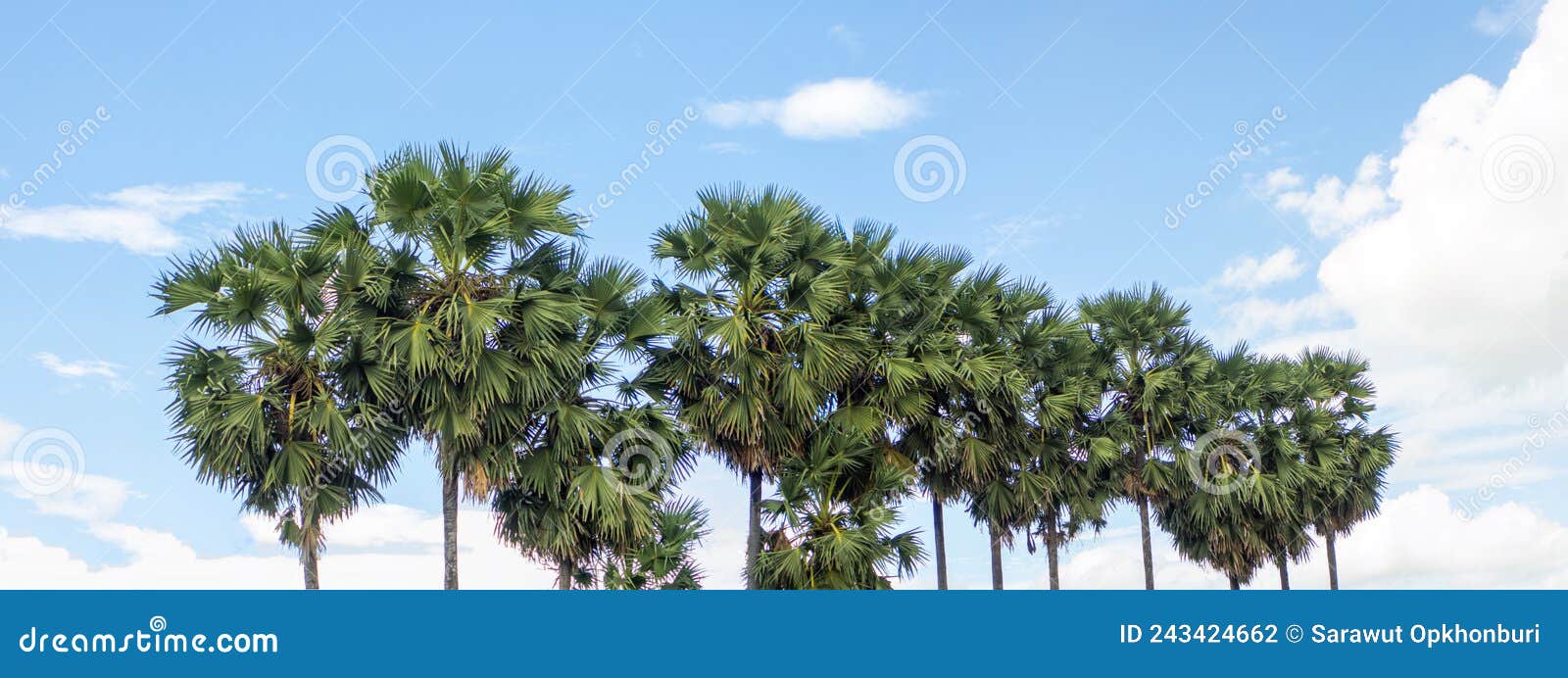 A Group of Palm Trees from a High Angle, Seeing the Trunk, Leaves and ...