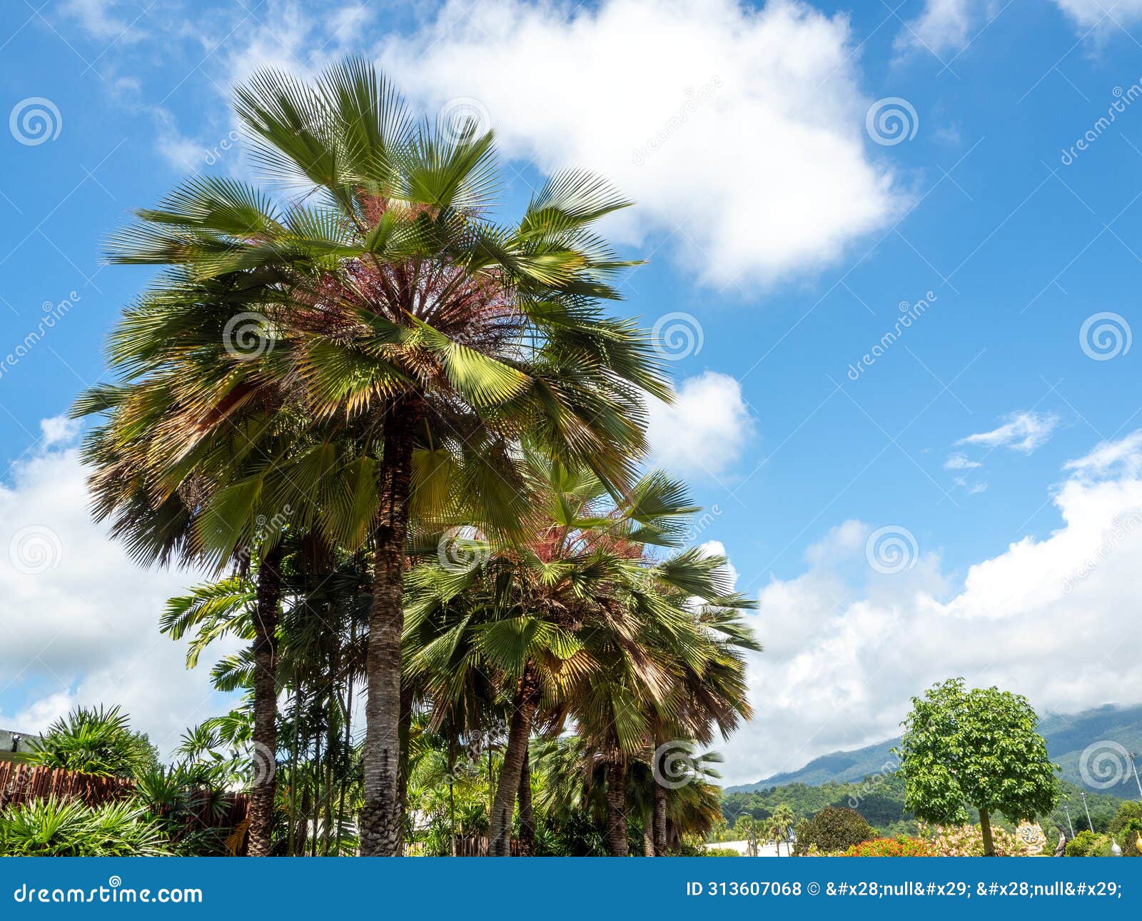 Group of Palm Trees Isolated on Blue Sky Background Stock Photo - Image ...