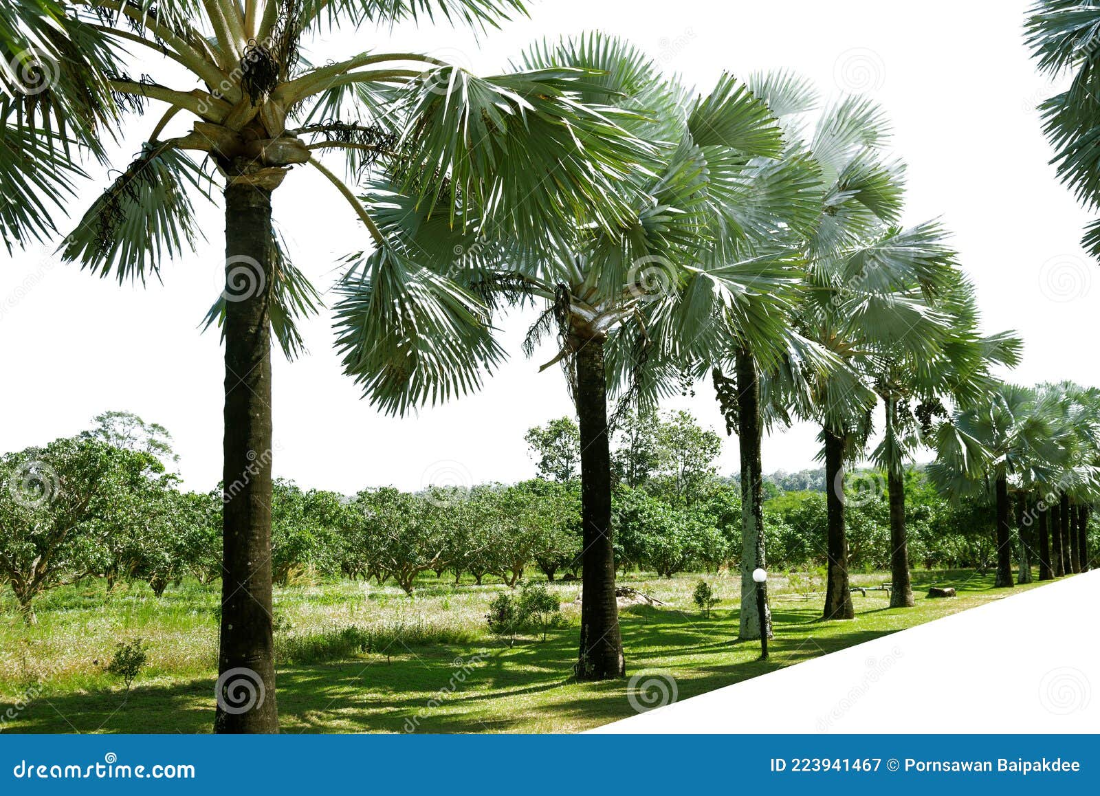 Group of Palm Trees Isolated on White Background Stock Image - Image of ...