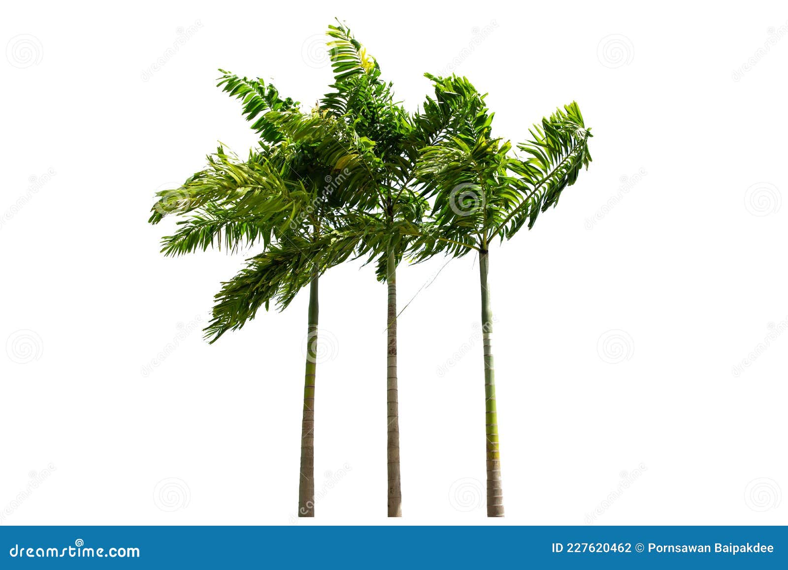 Group of Palm Trees Isolated Stock Photo - Image of single, growth ...