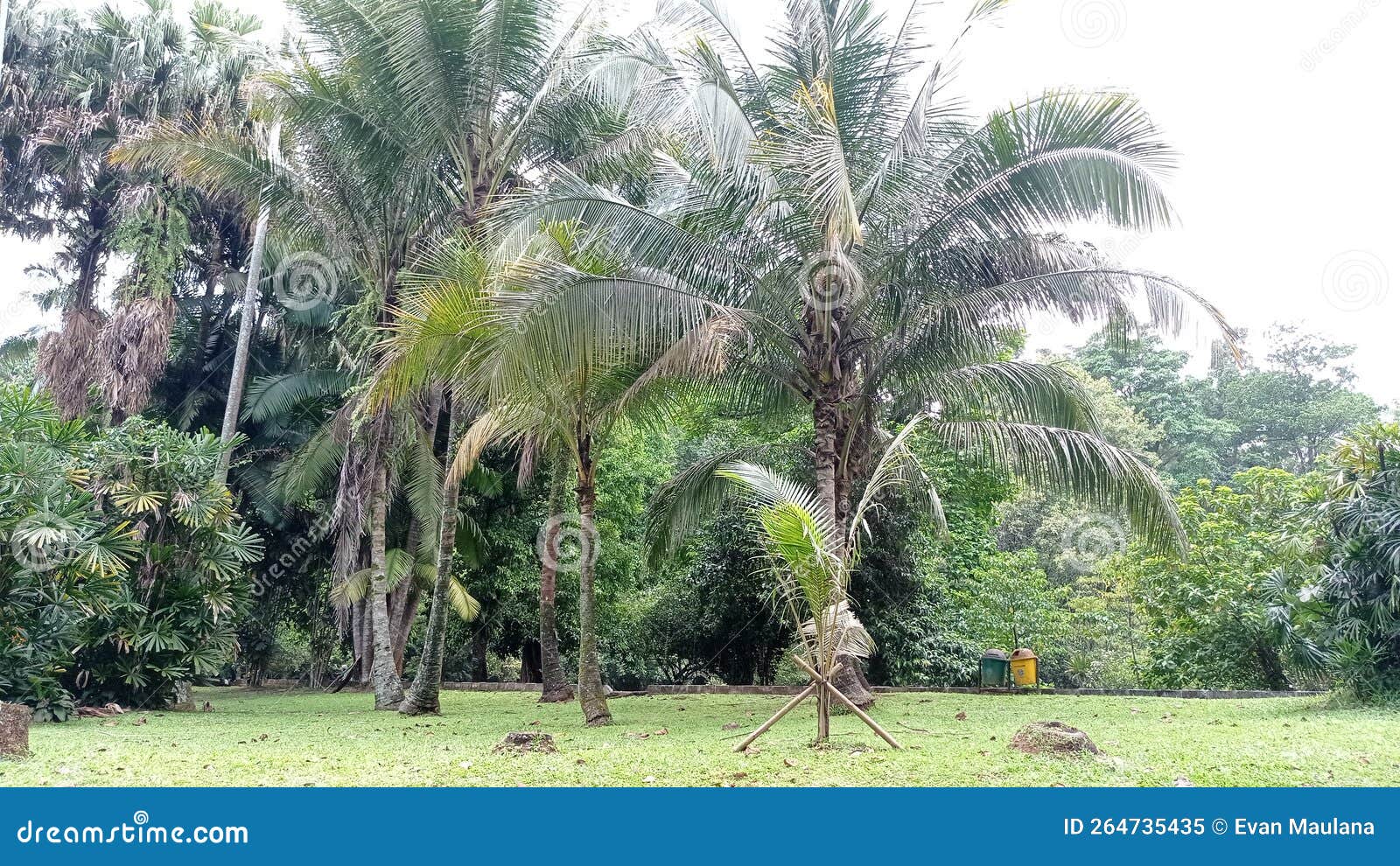 Group of Palm Trees at Kebun Raya Bogor Stock Image - Image of bogor ...