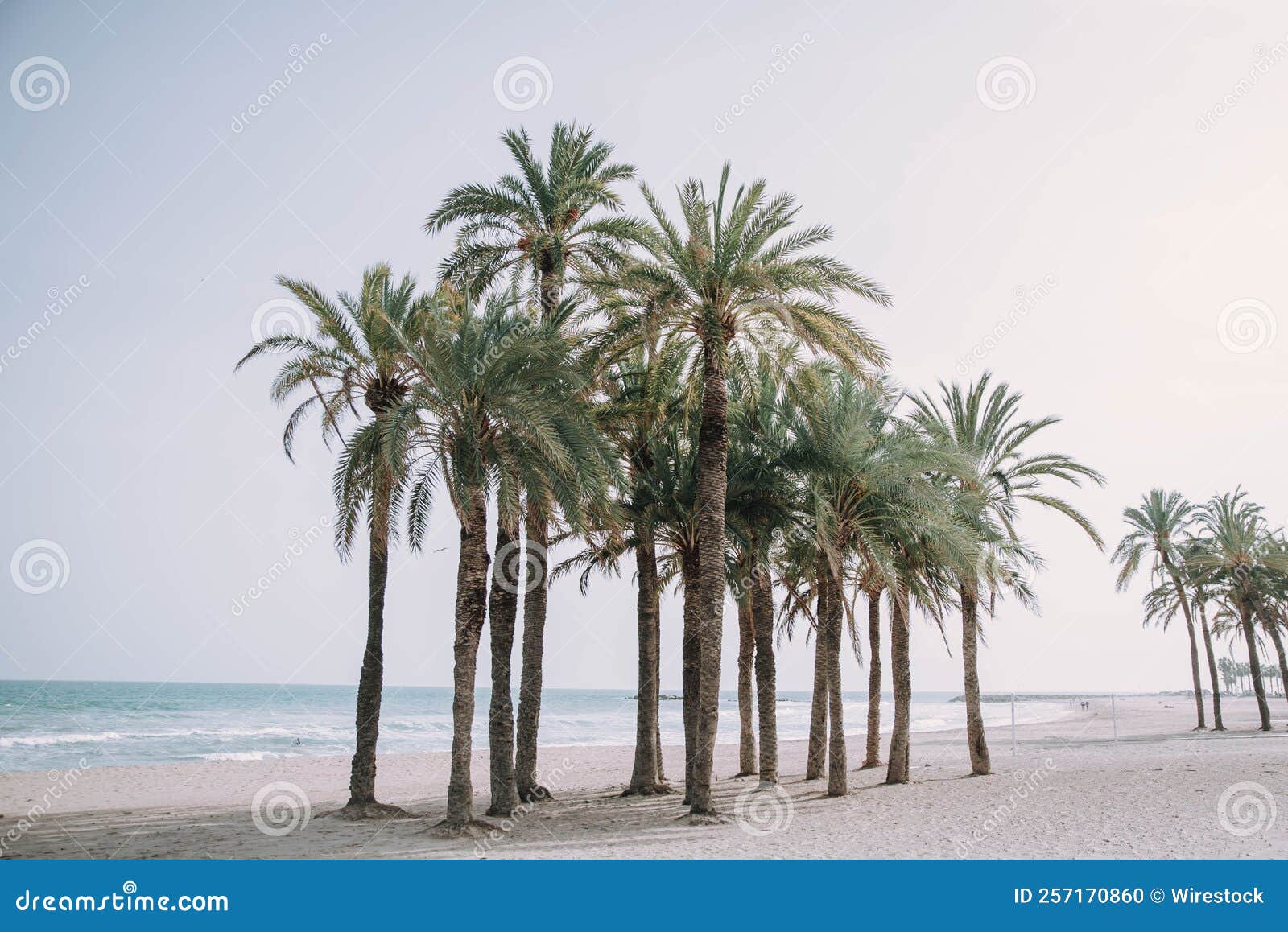 Group of Palm Trees Near the Sandy Beach on a Sunny Day Stock Photo ...