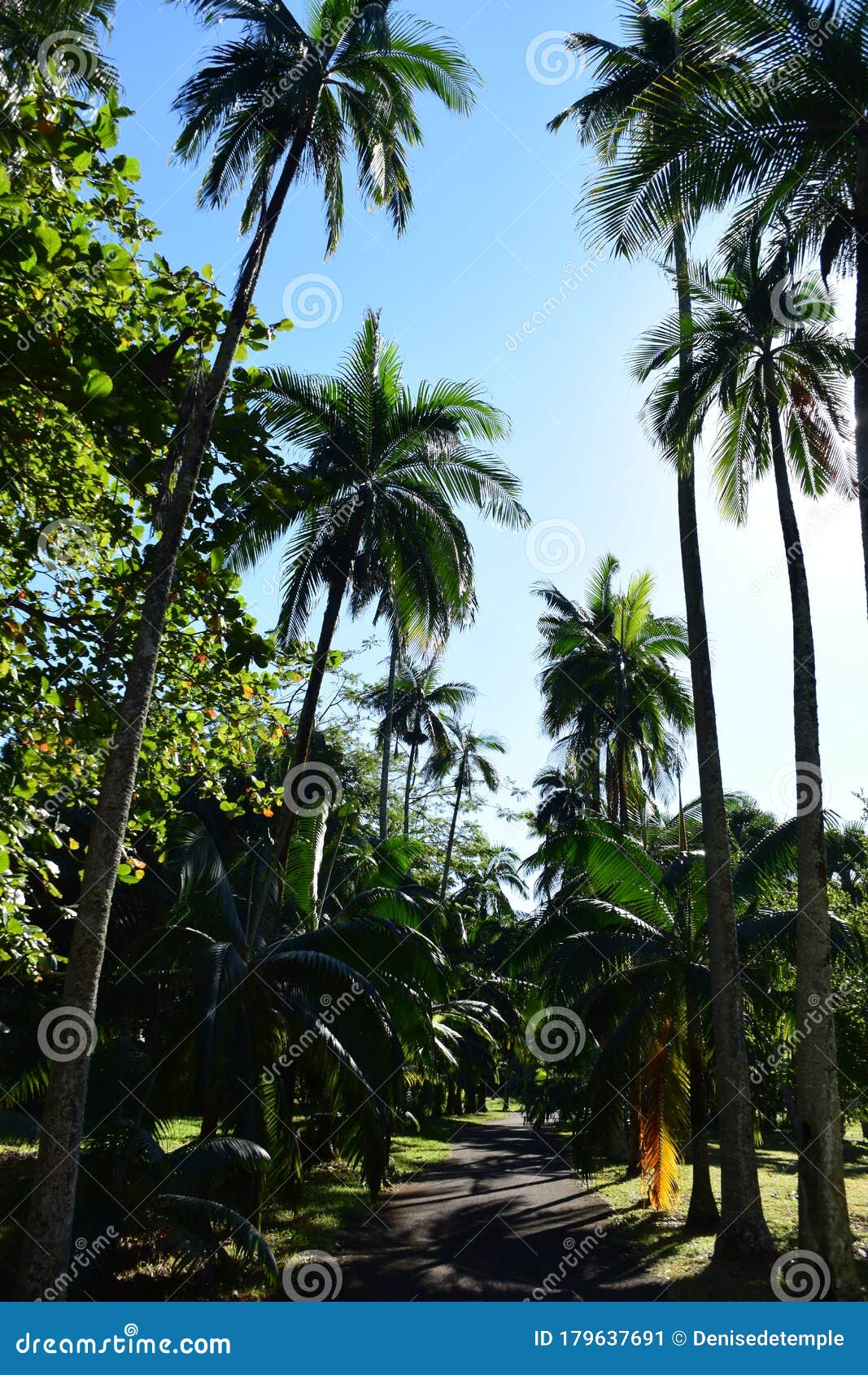 A Group of Palm Trees Next To a Tree Stock Image - Image of palm, plant ...