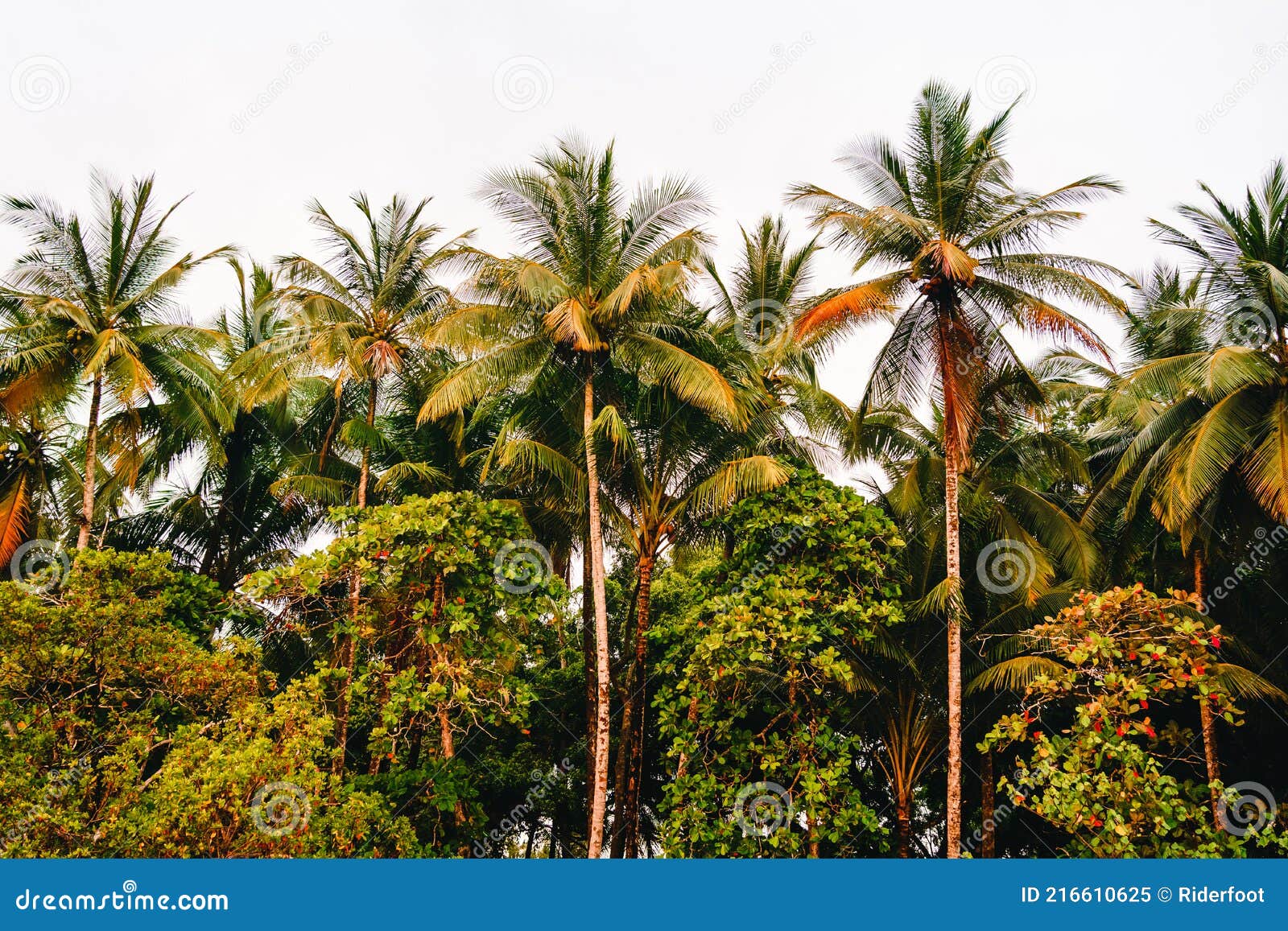 Group of palm trees stock image. Image of jungle, paradise - 216610625