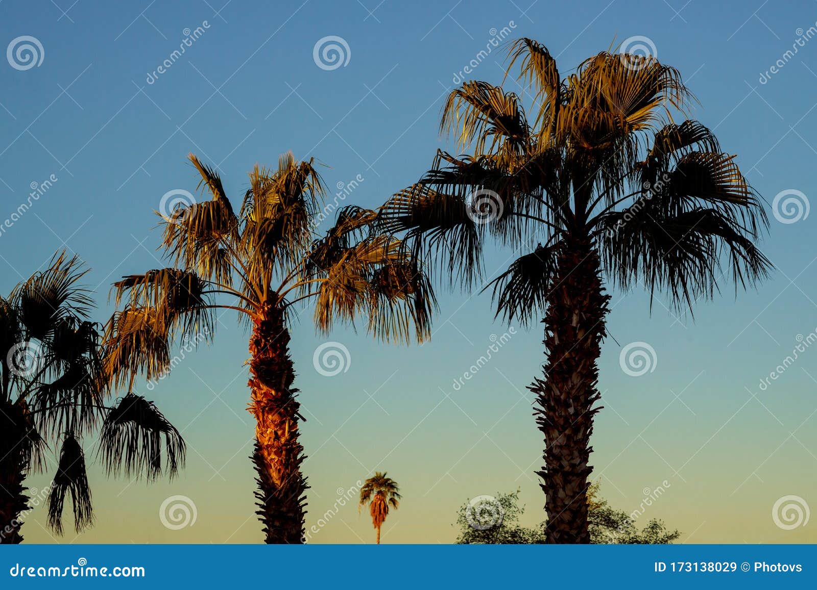 A Group of Palm Trees in Arizona with Sunset Stock Image - Image of ...