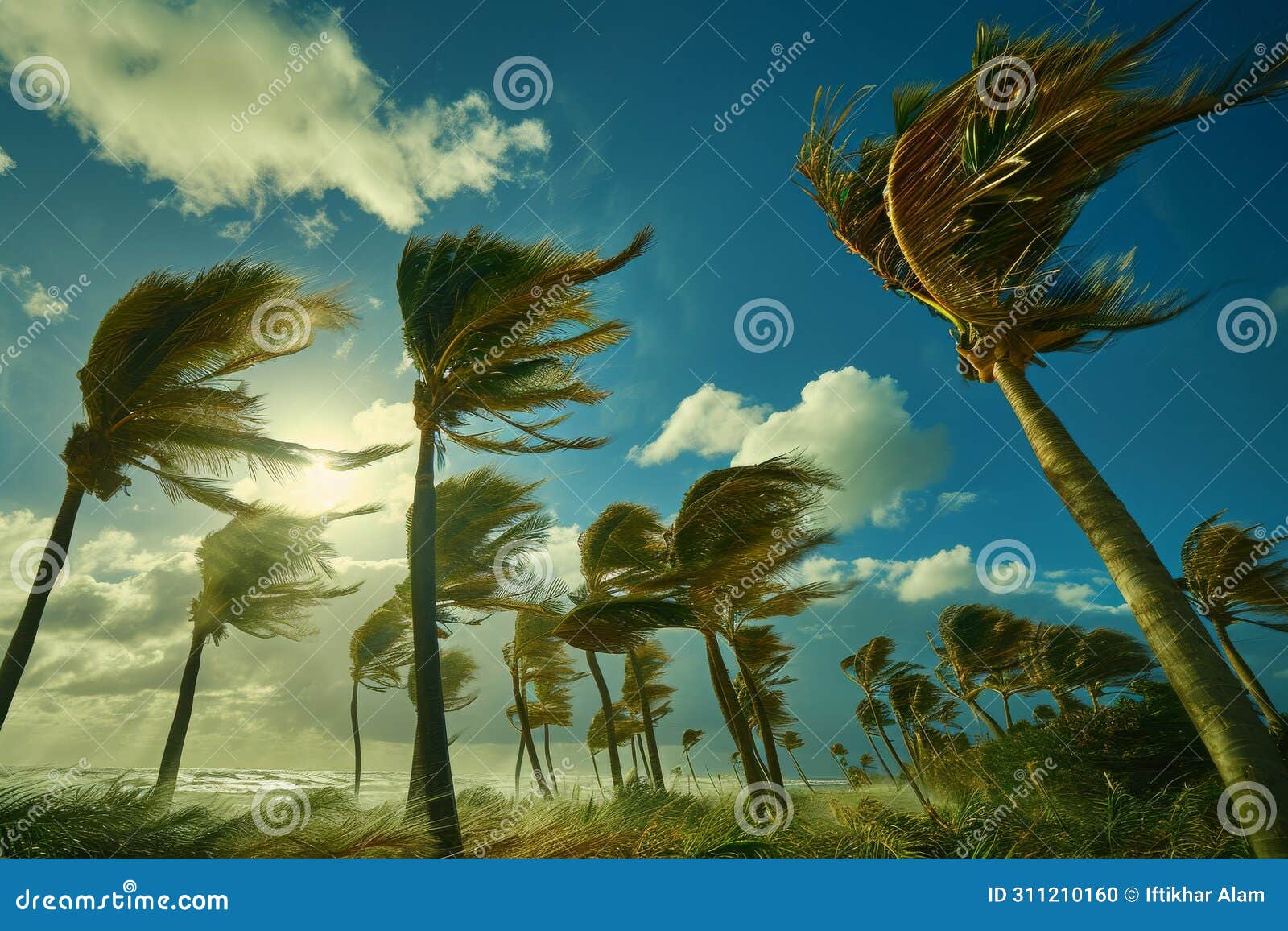 A Group of Palm Trees, with Their Leaves Rustling in the Wind, Create a ...