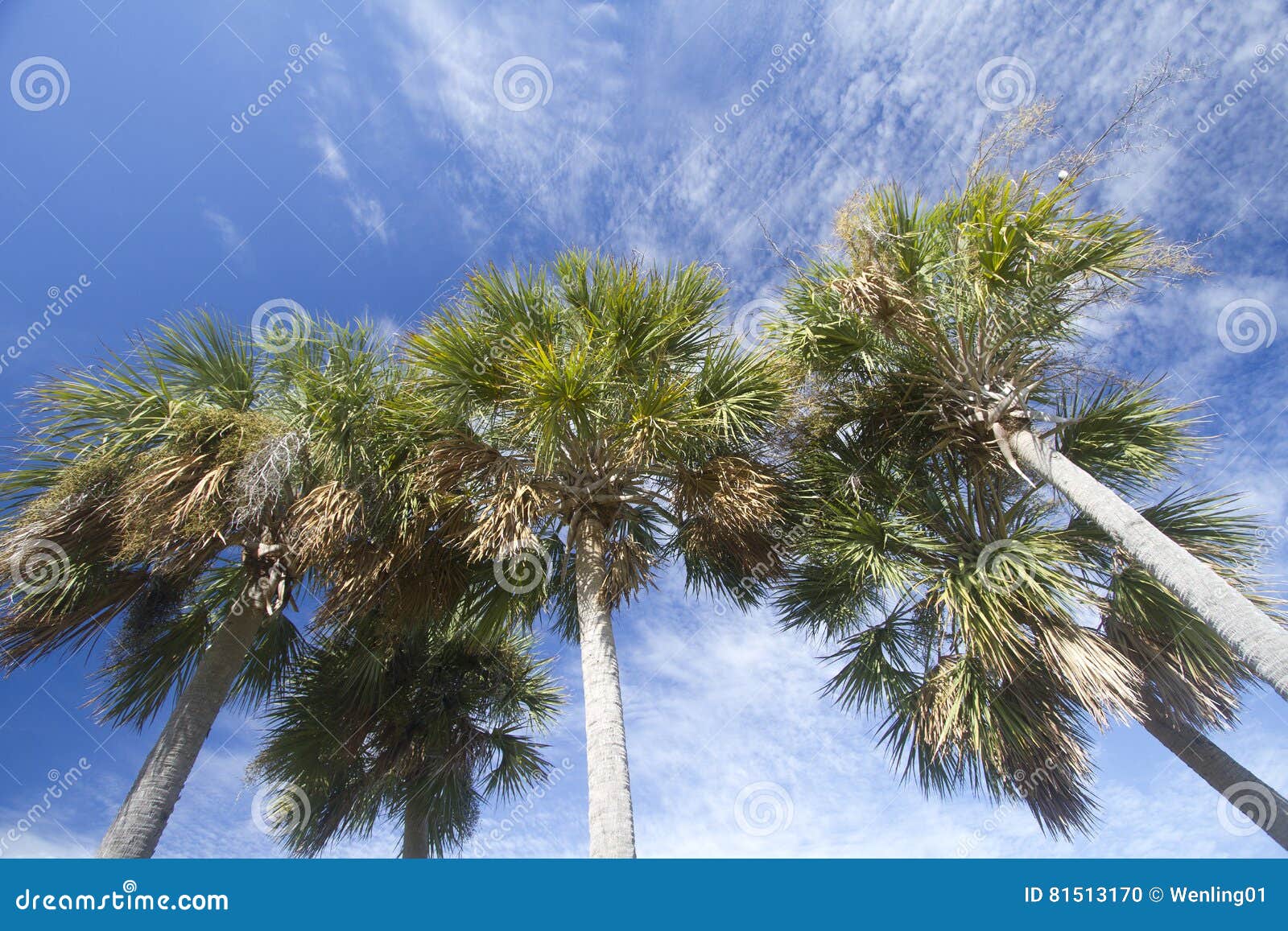 A Group Of Palm Trees Beside A Lake In A Garden Royalty-Free Stock ...