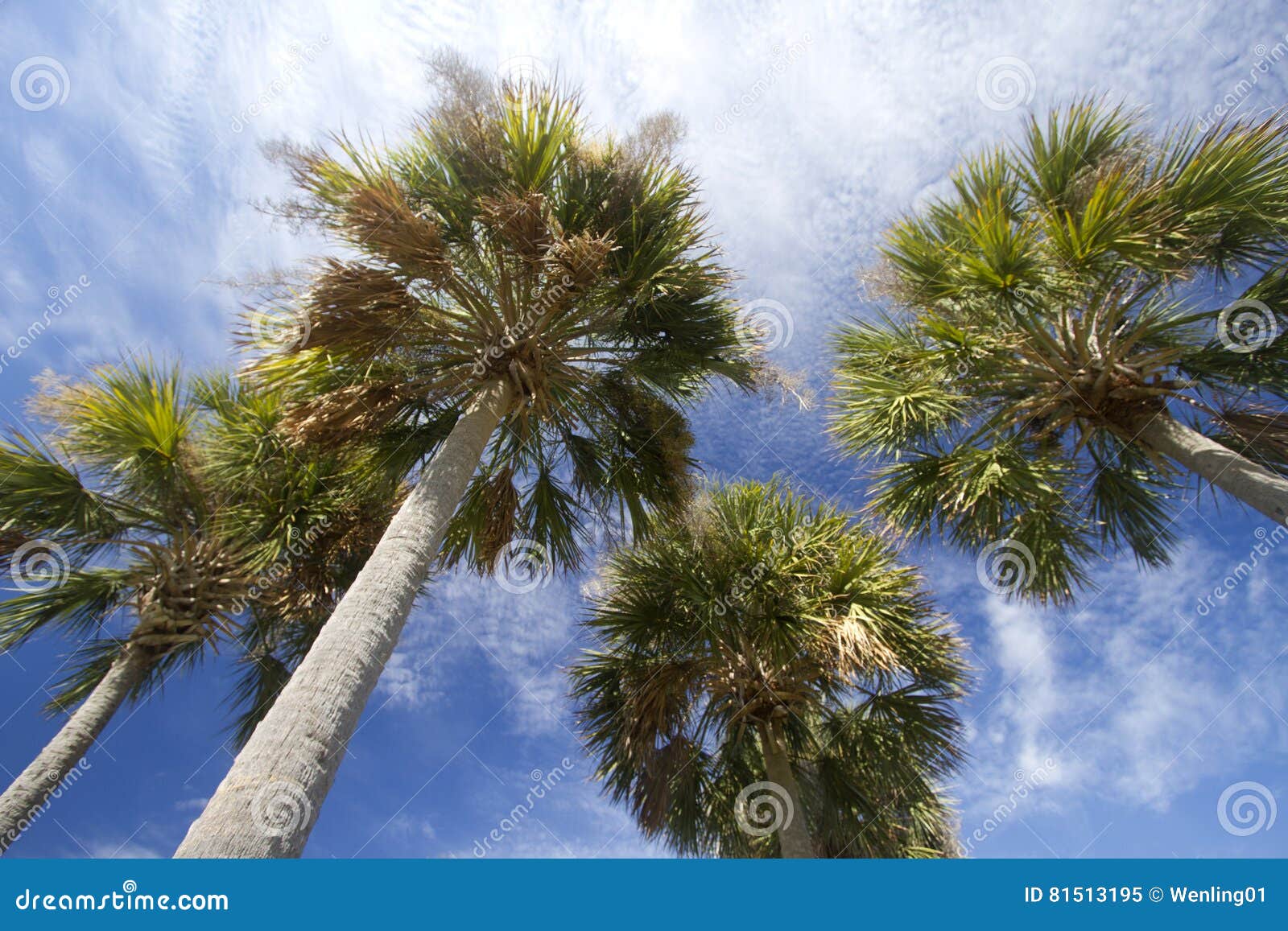 Group Palm Trees Under Blue Sky Background Stock Image - Image of ...