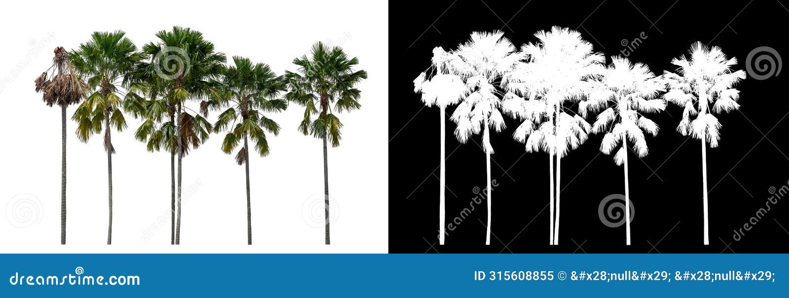 Group of Palm Trees on White Background with Clipping Path and Alpha ...