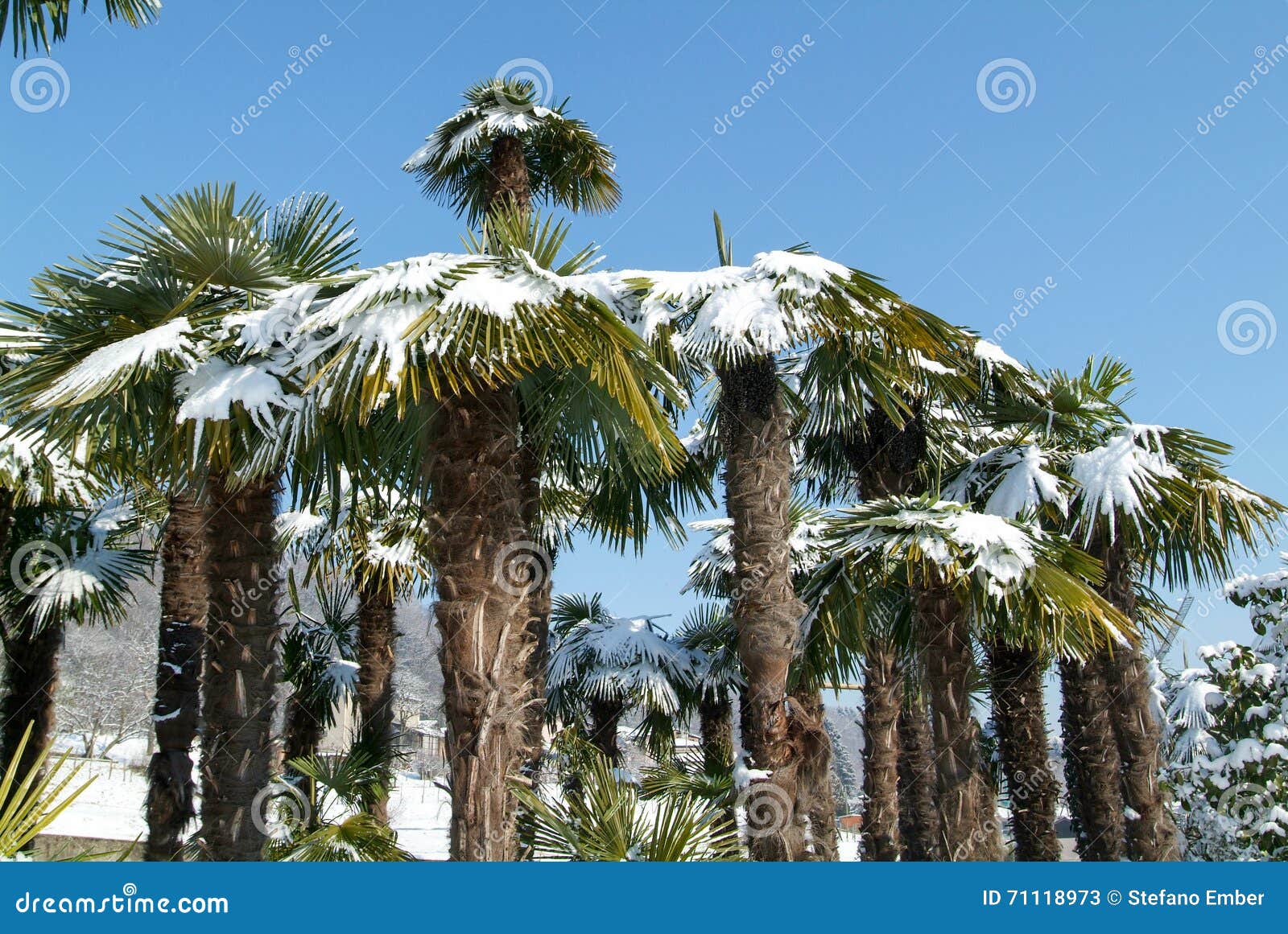 Group of Palmtrees with Snow on it Stock Image - Image of nature ...