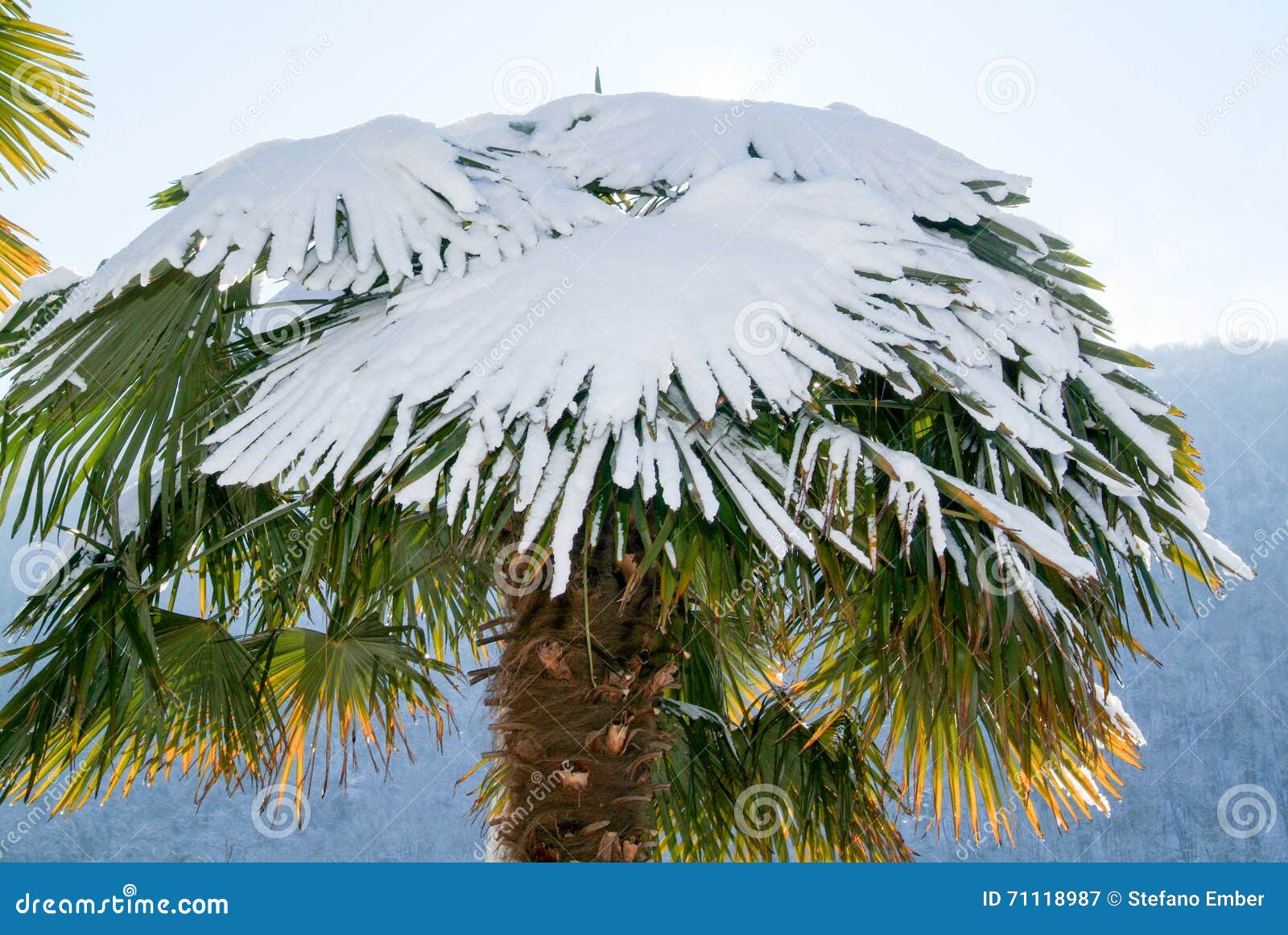 Group of Palmtrees with Snow on it Stock Image - Image of switzerland ...