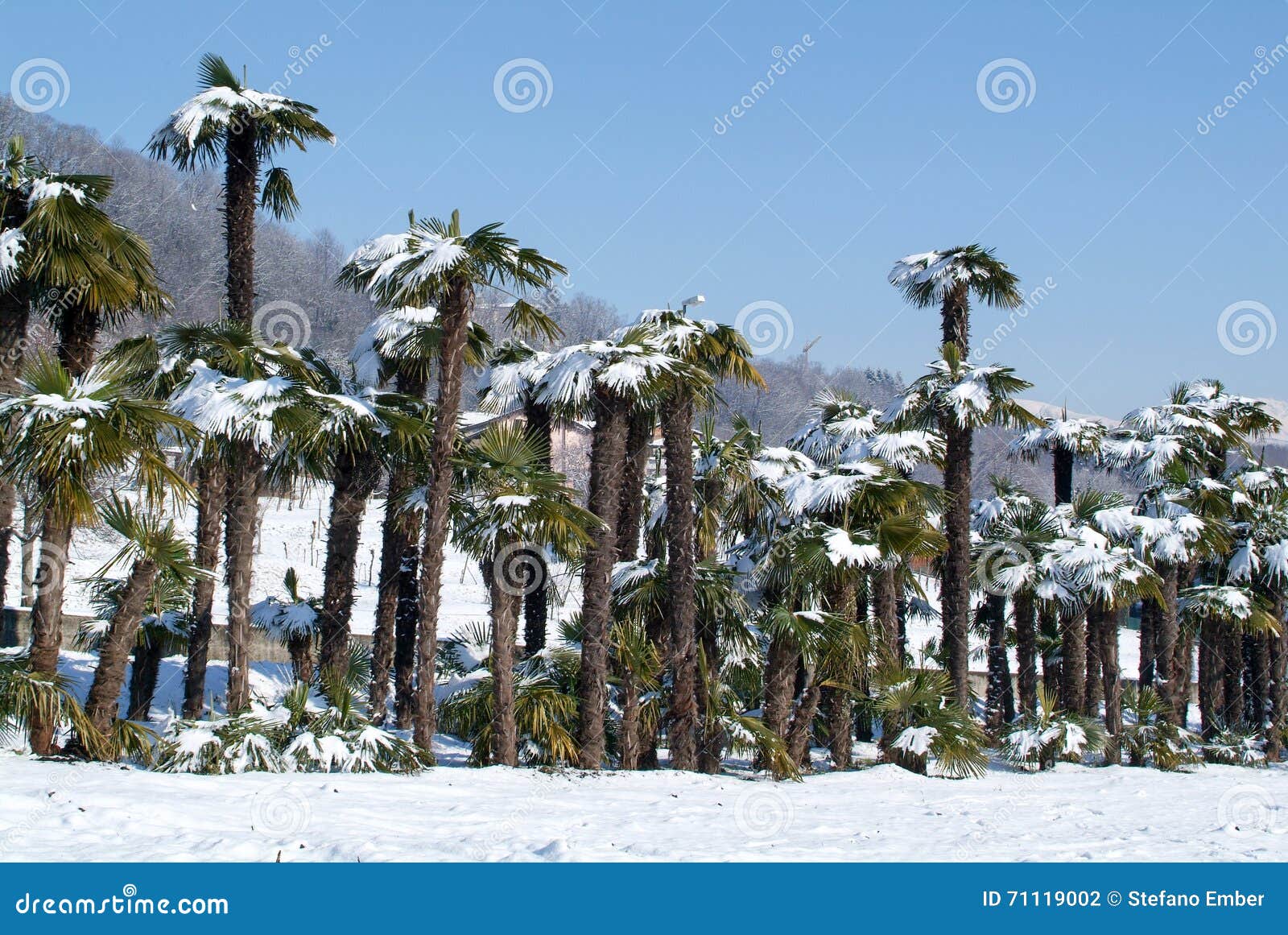 Group of Palmtrees with Snow on it Stock Photo - Image of unusual ...