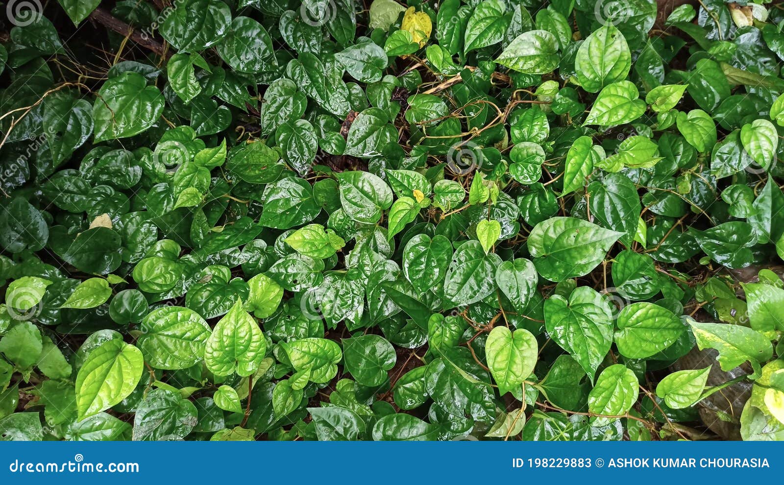 Group of pan leaves stock image. Image of garden, green - 198229883