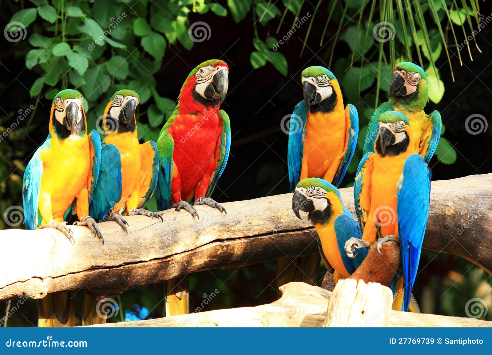 Group parrot macaws stock image. Image of parrot, fauna - 27769739