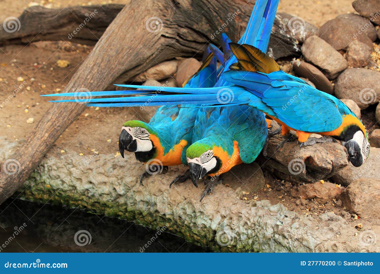 Group parrot macaws stock photo. Image of macaw, nature - 27770200