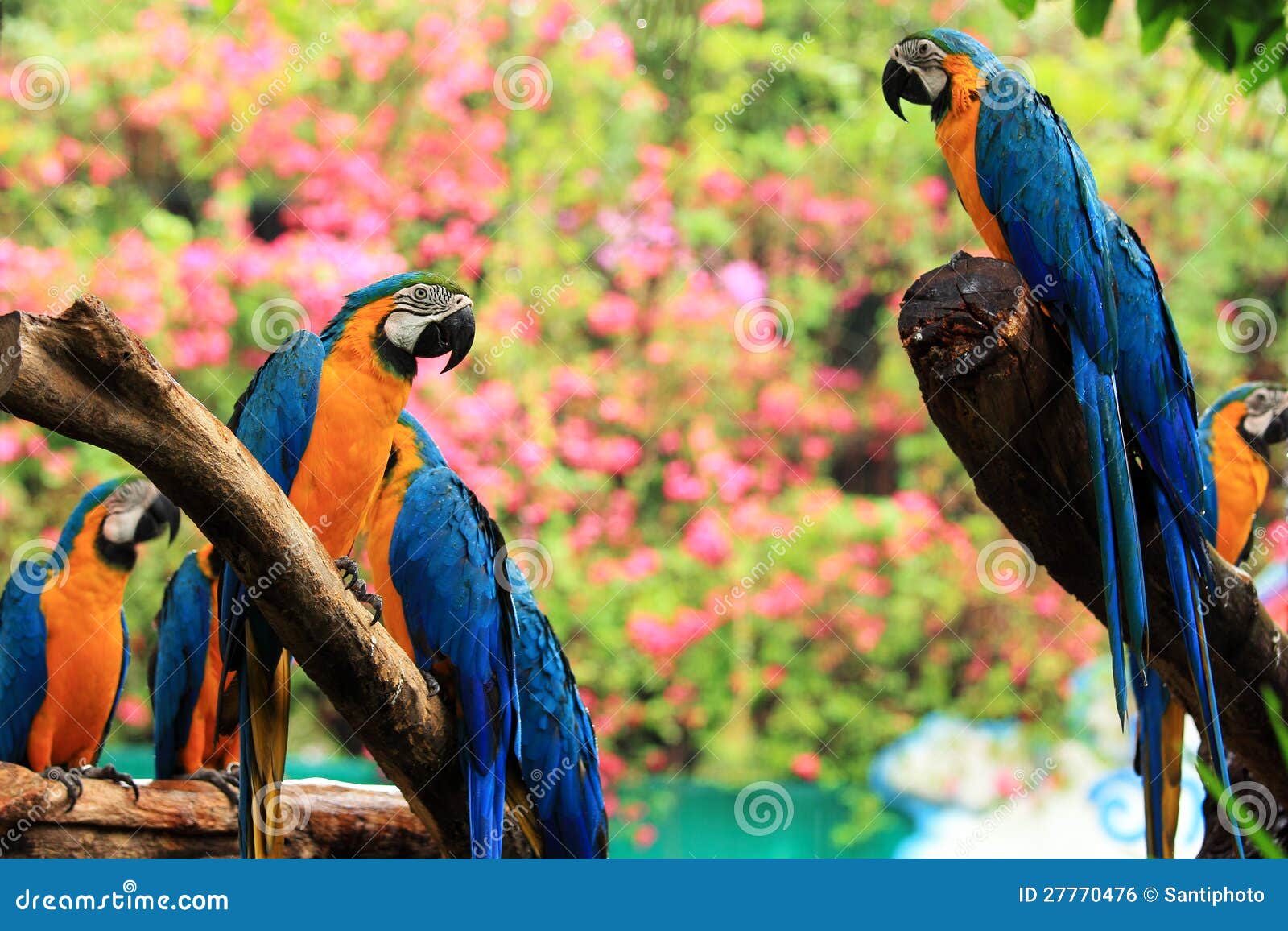 Group parrot macaws stock photo. Image of life, nature - 27770476