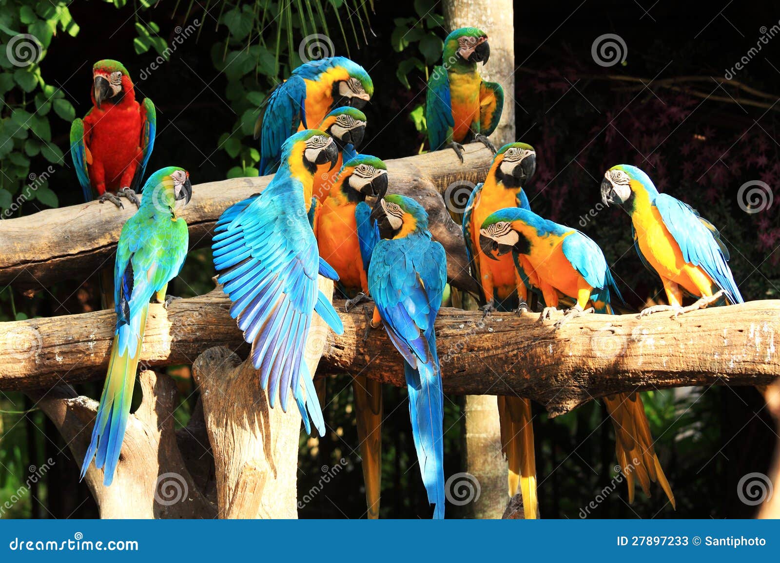 Group parrot macaws stock image. Image of pair, pretty - 27897233