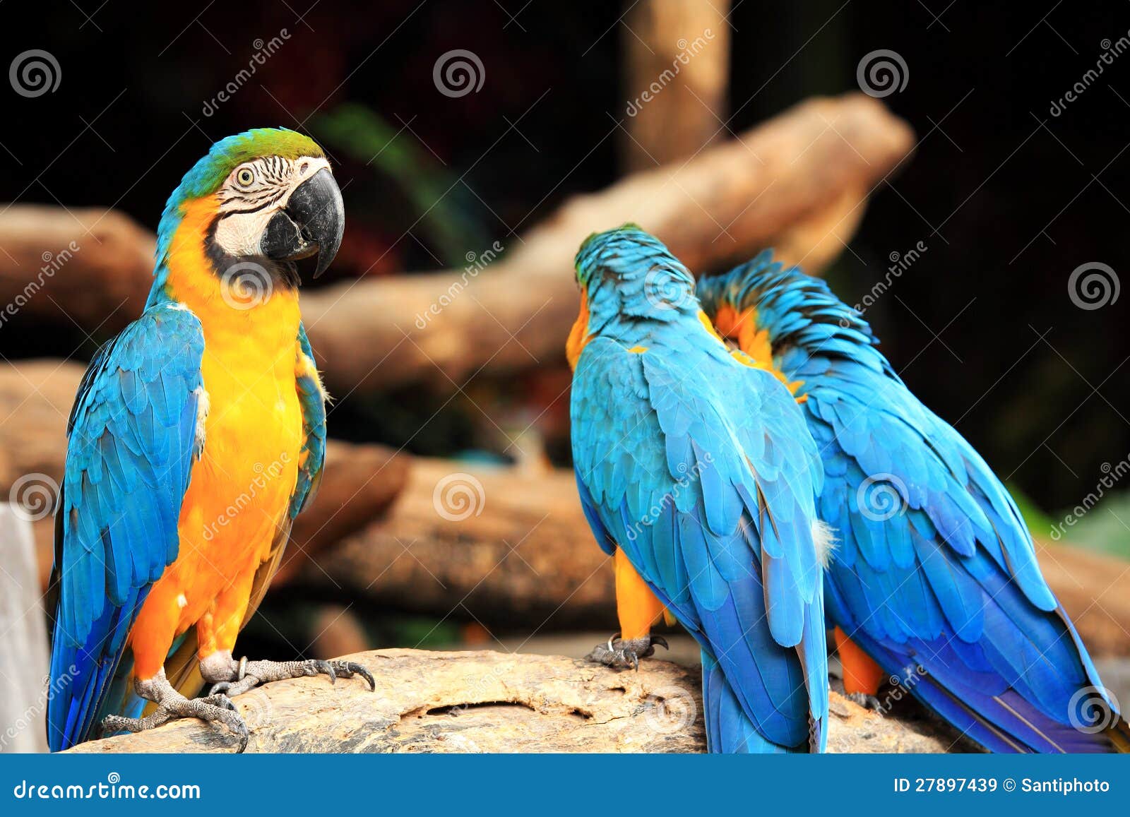 Group parrot macaws stock image. Image of natural, ararauna - 27897439