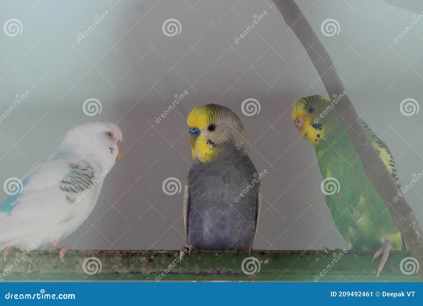 Group of parrots stock image. Image of couple, cute - 209492461